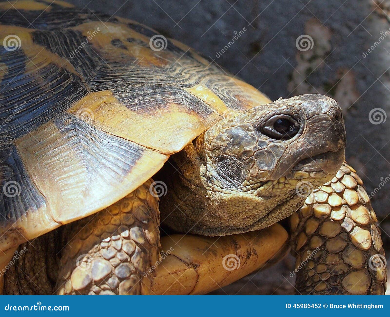 Turtle stock photo. Image of protective, head, turtle - 45986452