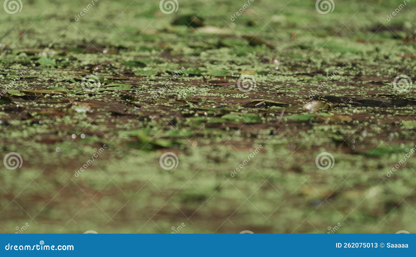 Turtle Head Panics and Hides Underwater Stock Video - Video of hiding ...