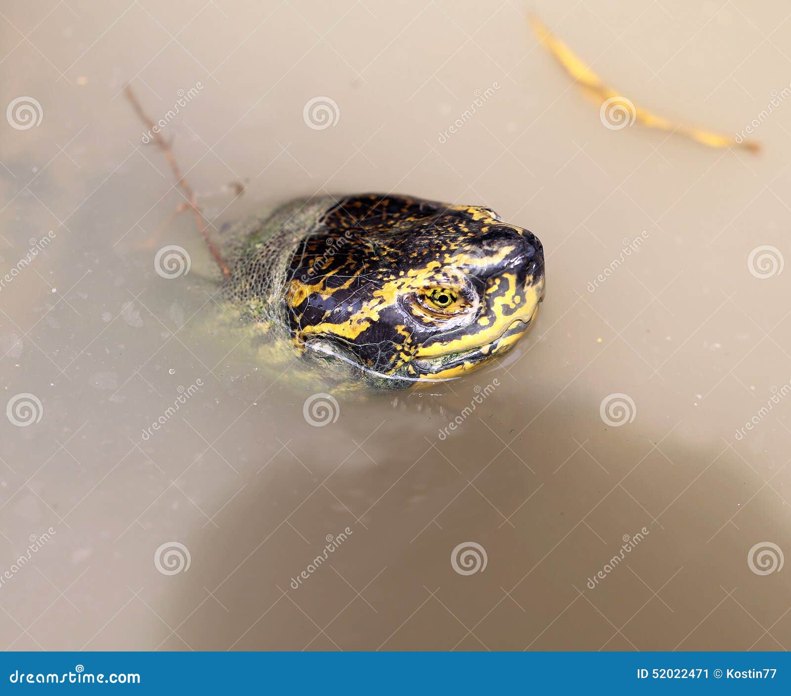 Turtle head stock image. Image of nature, primal, lines - 52022471