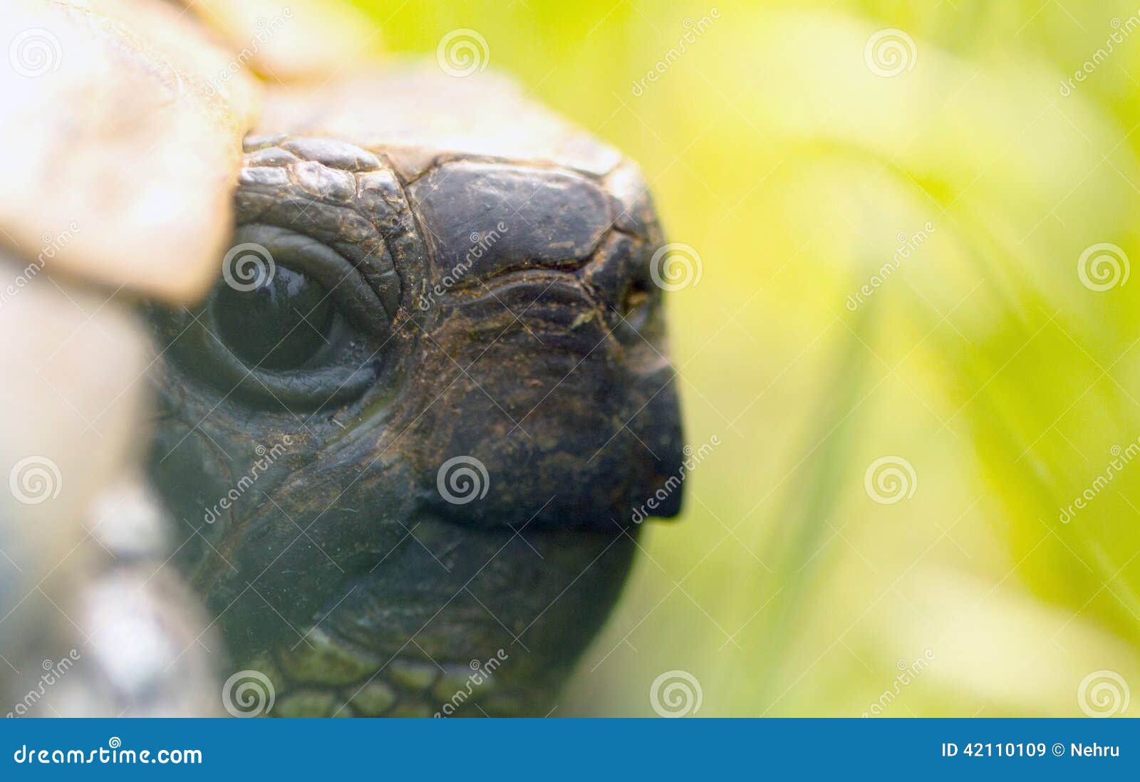 Turtle head stock image. Image of head, texture, climate - 42110109