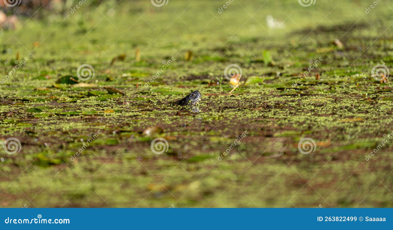 Turtle Head Profile Emerging Over the Water Stock Image - Image of ...
