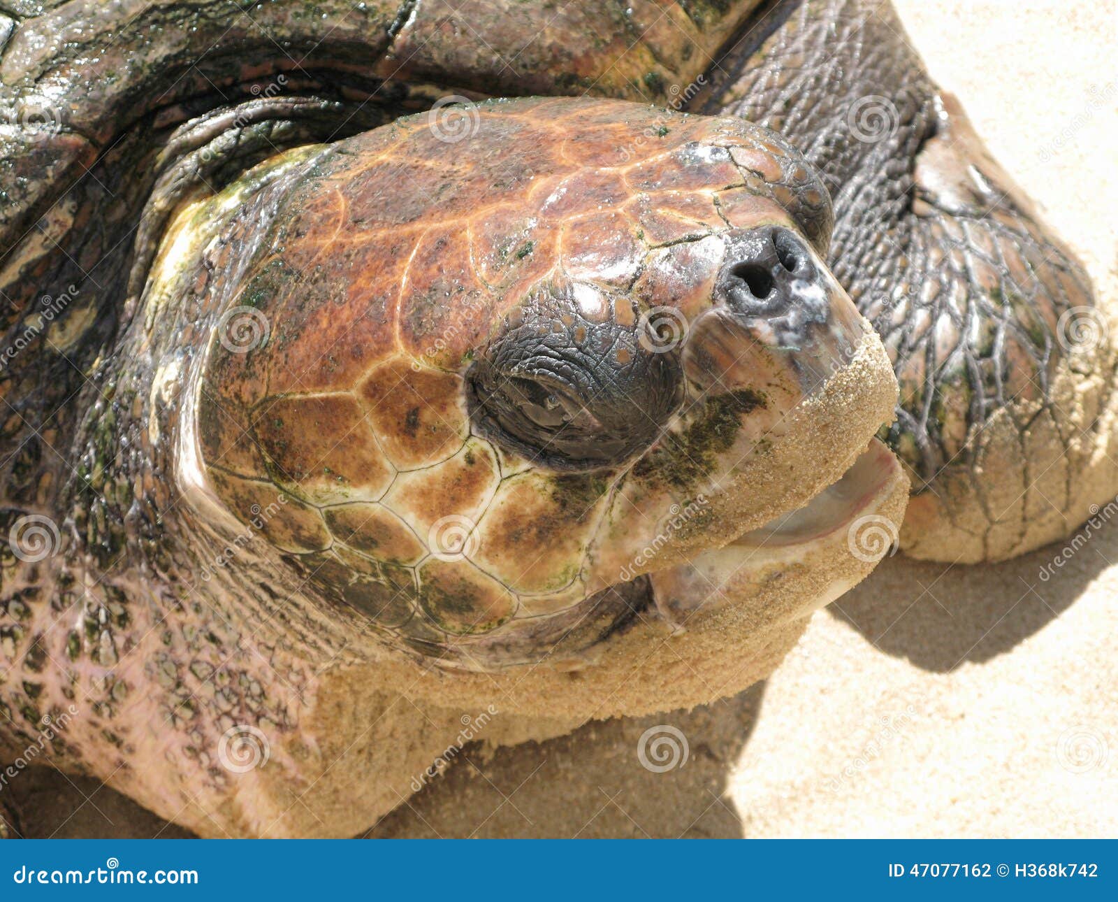 Turtle Head in the Sand. Brazil Stock Photo - Image of sand, bahia ...