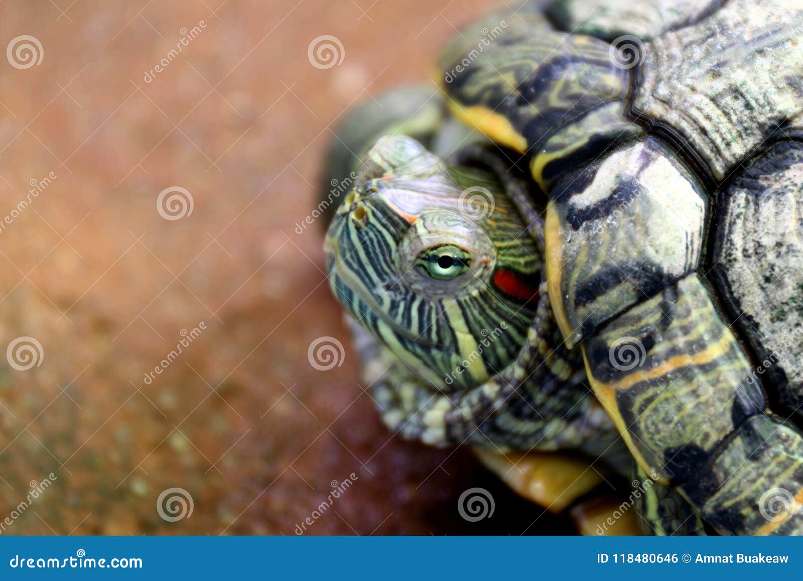 Turtle, Head Turtle Close Up, Turtle Contract in the Shell Selective ...