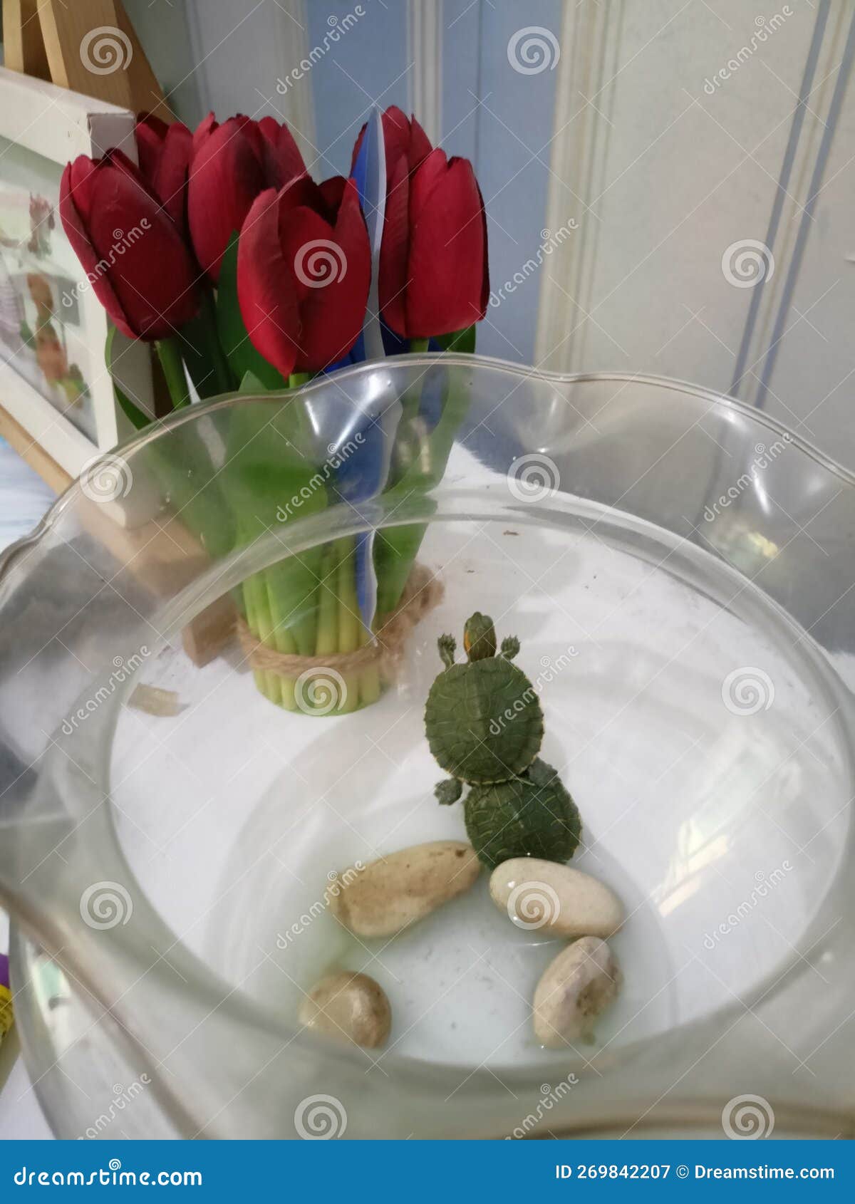 The Turtle Help Each Other To Grab a Flower Stock Image - Image of ...