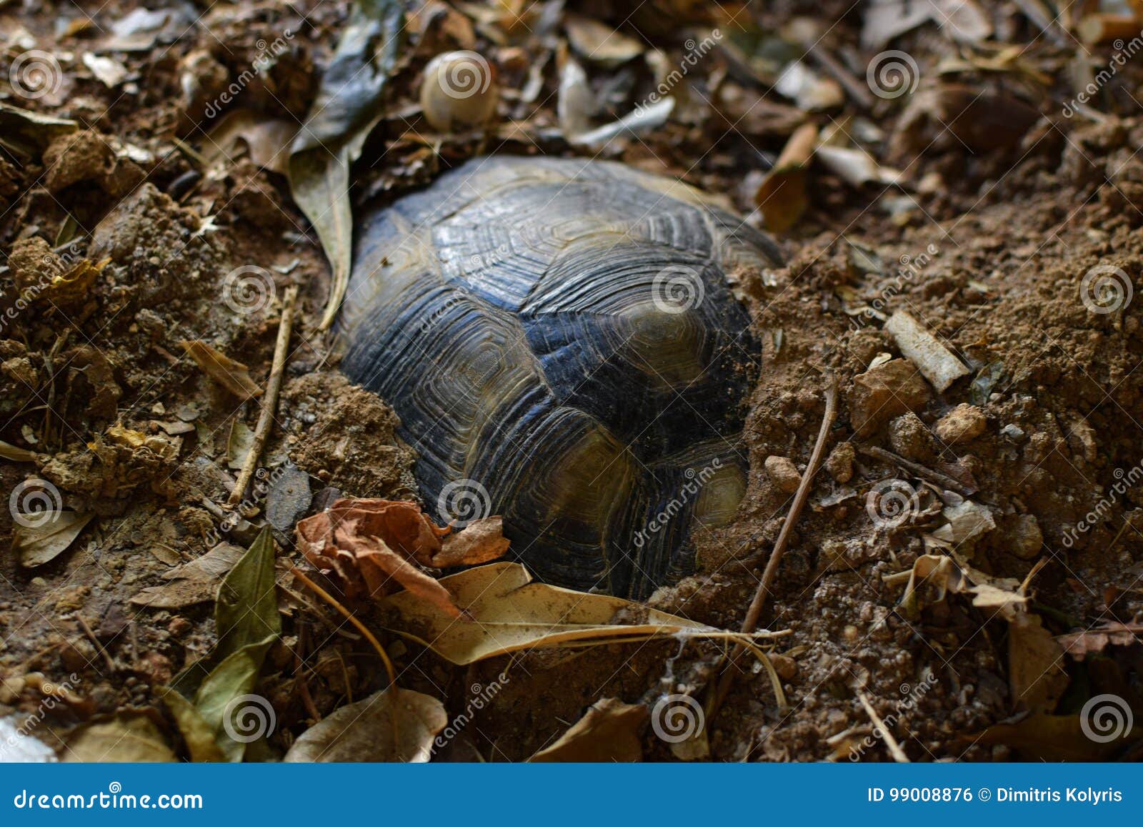 Turtle Hibernating Cold Winter Stock Photo - Image of nature, ground ...