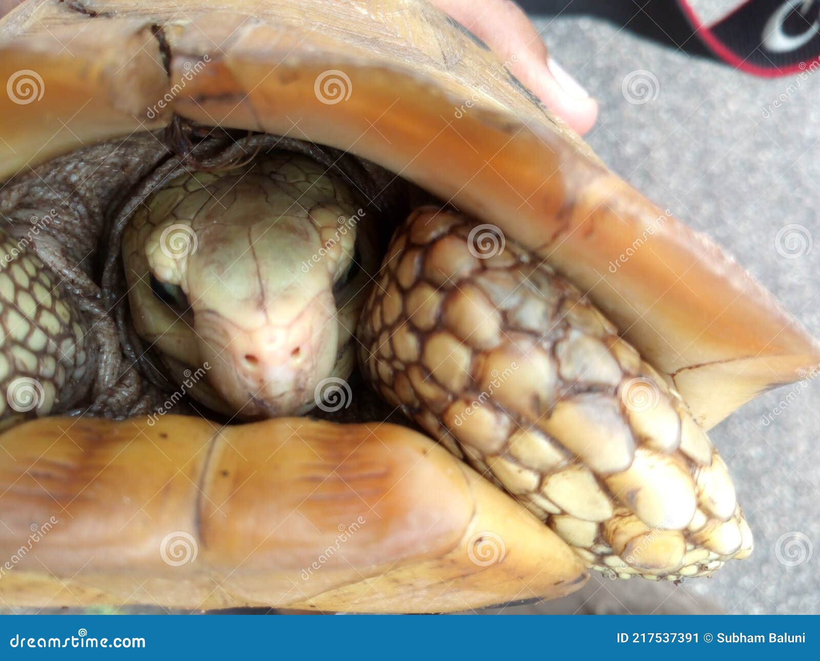 Turtle hidden in shell stock image. Image of insect - 217537391