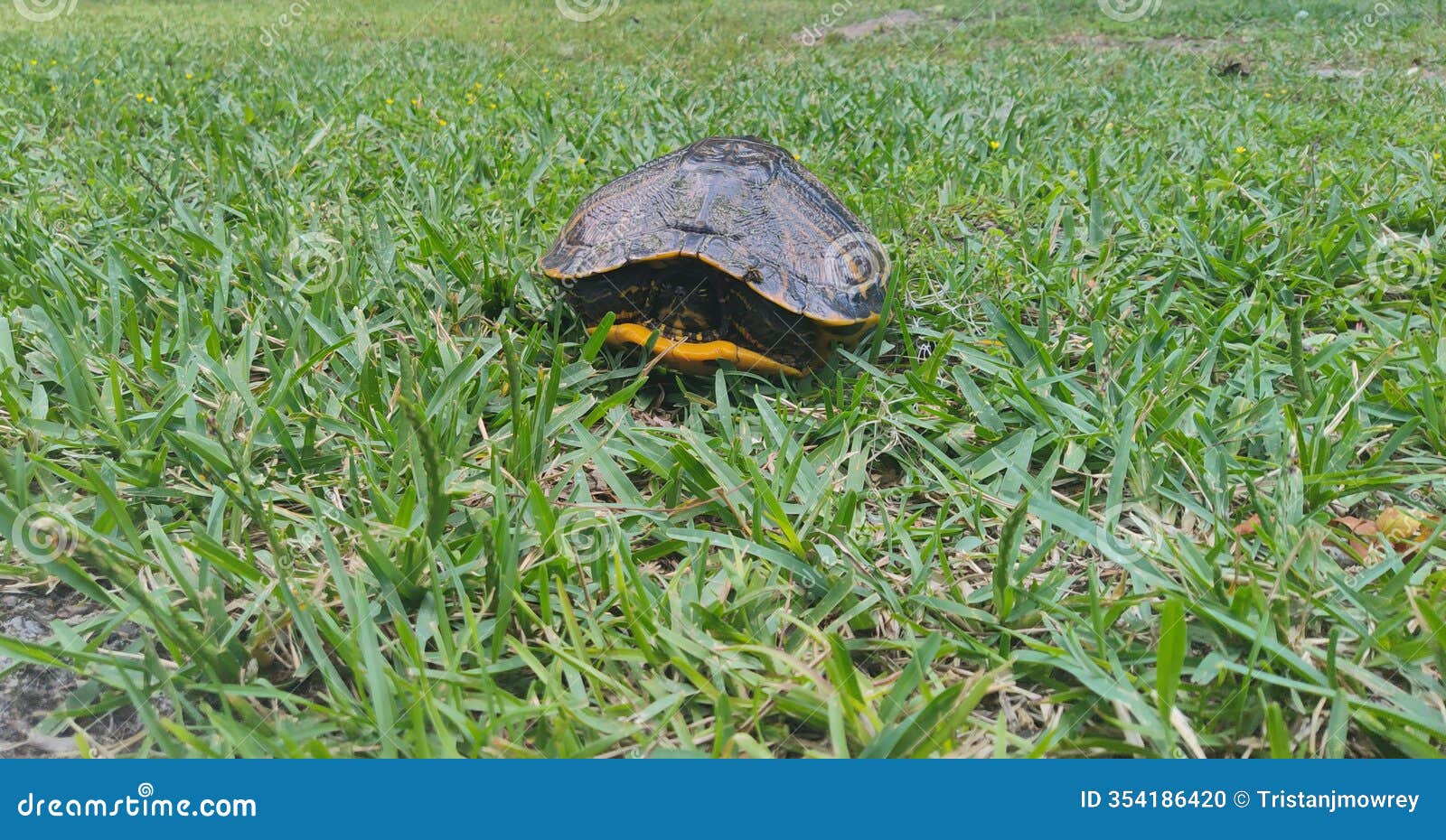 Turtle hiding in the grass stock photo. Image of lizard - 354186420