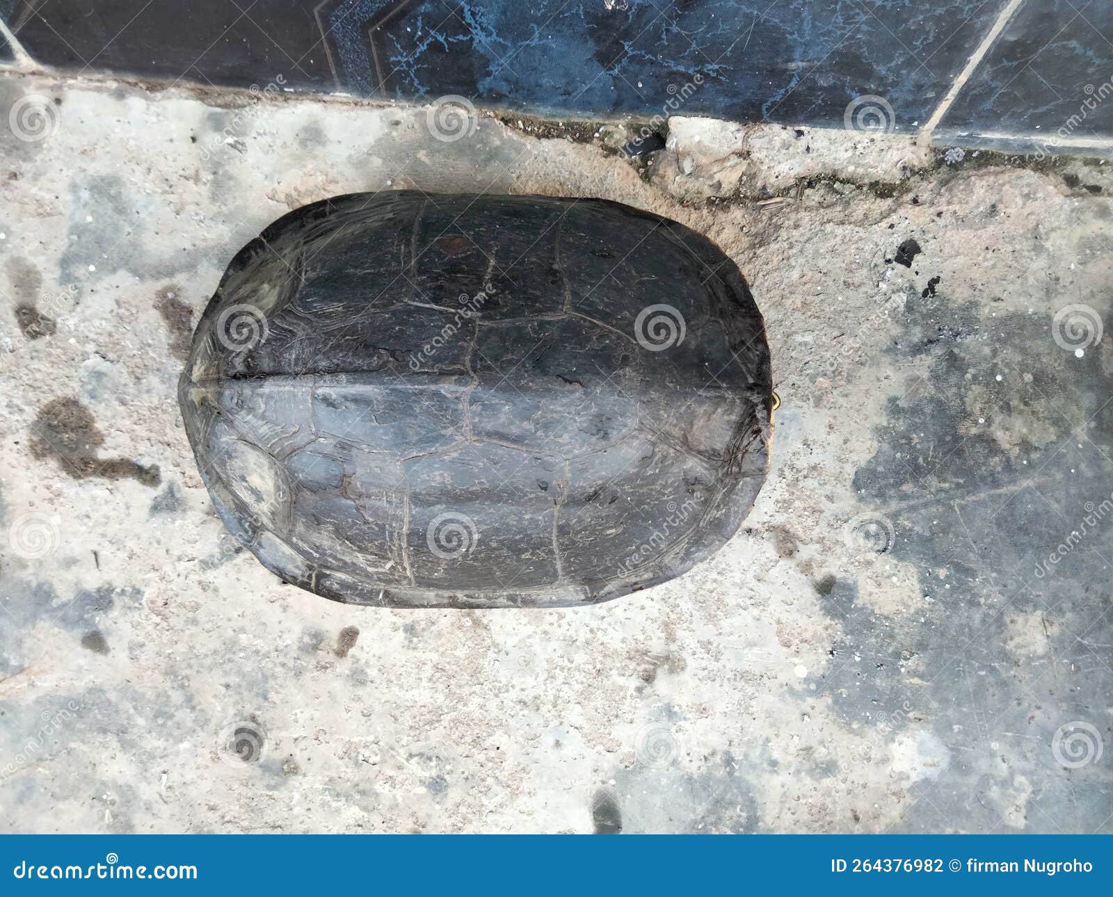 The Turtle Hiding His Head at Kendari Indonesia Stock Photo - Image of ...