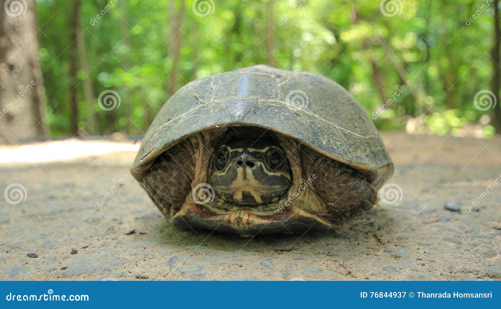 Turtle stock image. Image of reptile, shell, cold, blooded - 76844937