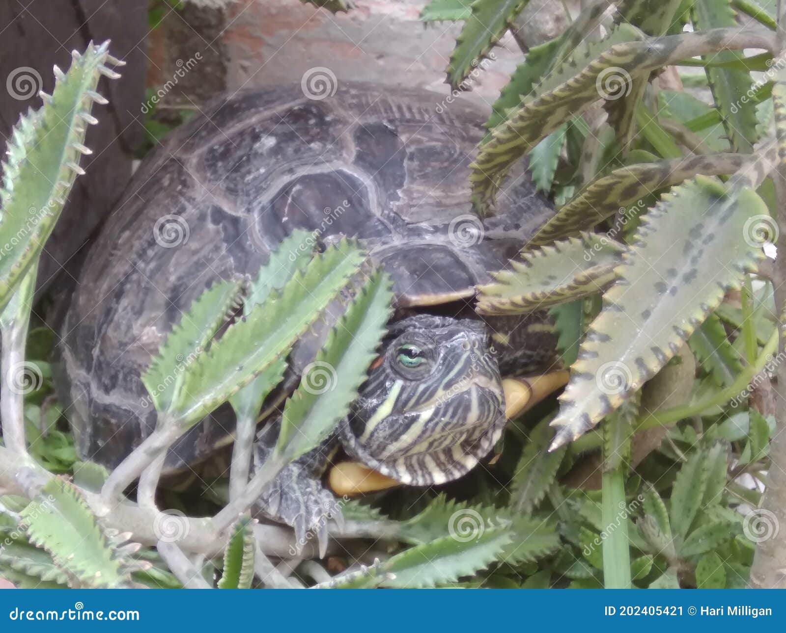 Turtle hiding stock image. Image of invertebrate, wildlife - 202405421