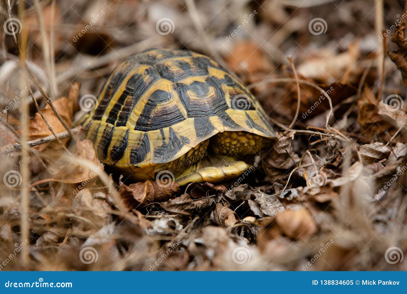 Turtle Hiding in the Shell Against the Background of Fallen Leaves ...
