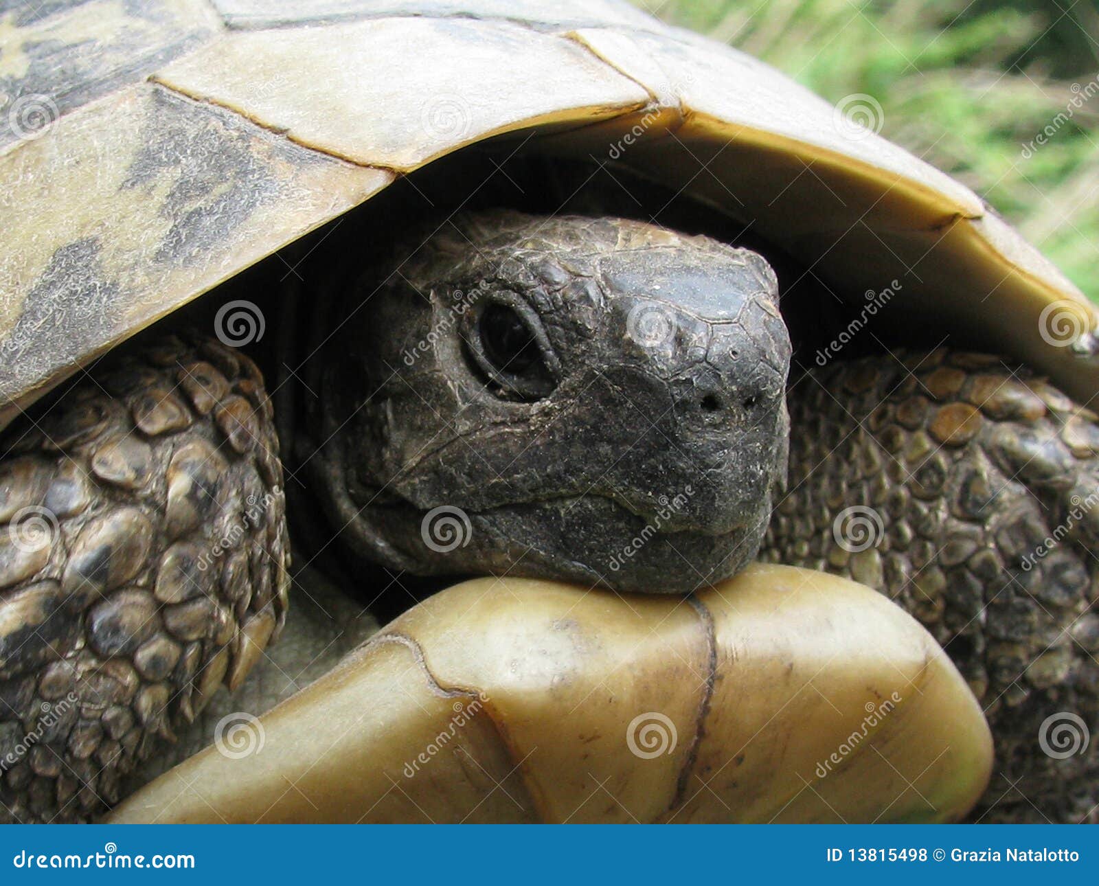 The turtle in his house stock photo. Image of wild, portrait - 13815498