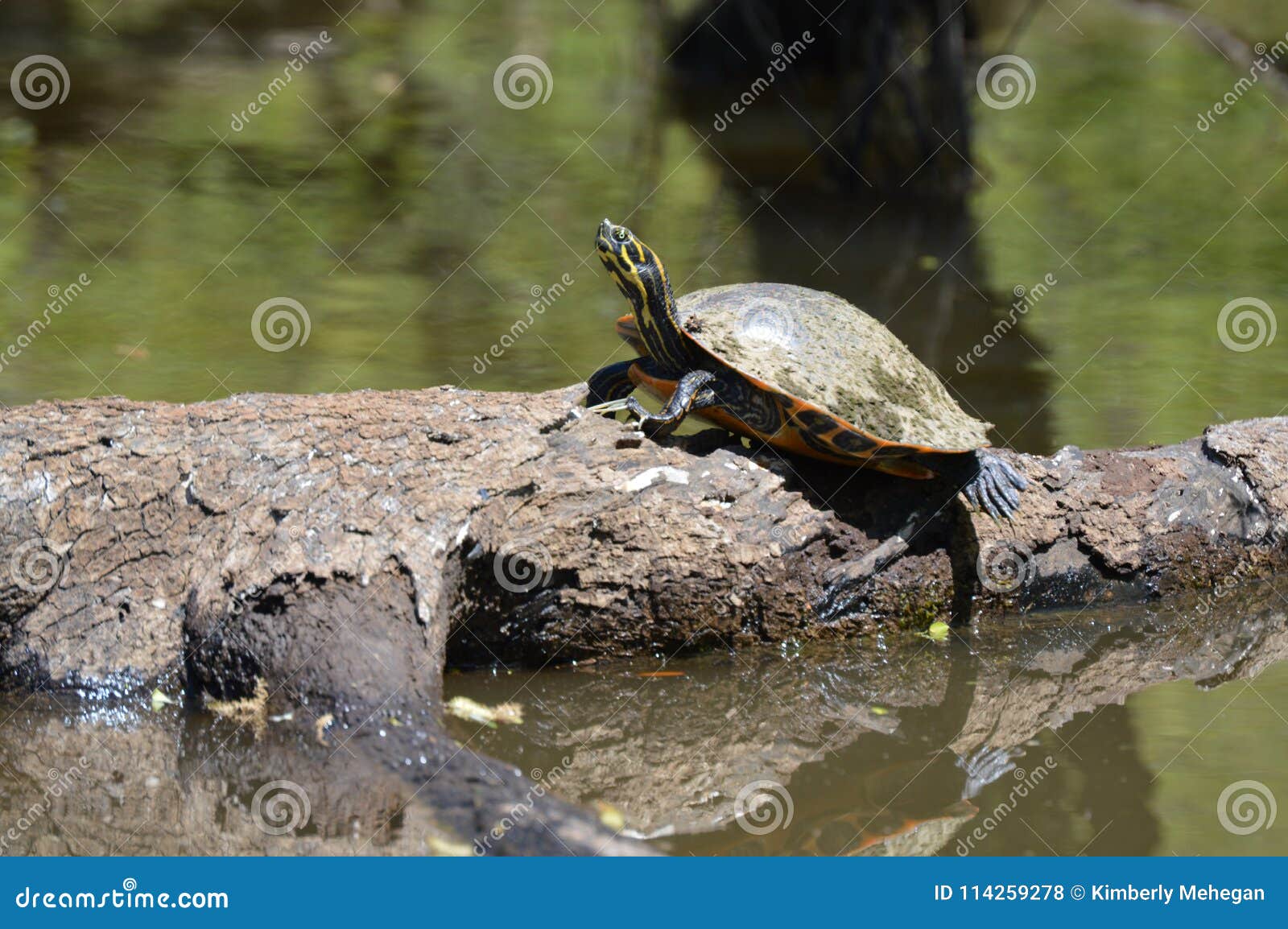Turtle and his log stock photo. Image of shop, canoe - 114259278