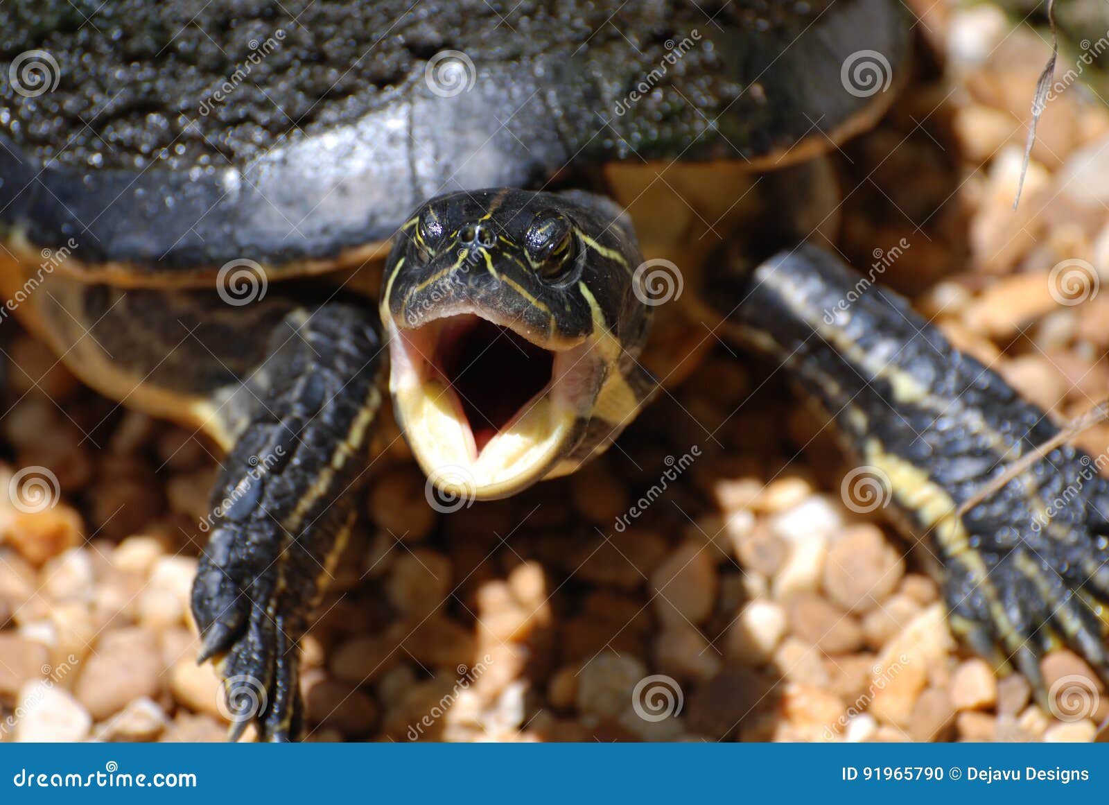 Turtle with HIs Mouth Wide Open Stock Photo - Image of funny, wild ...