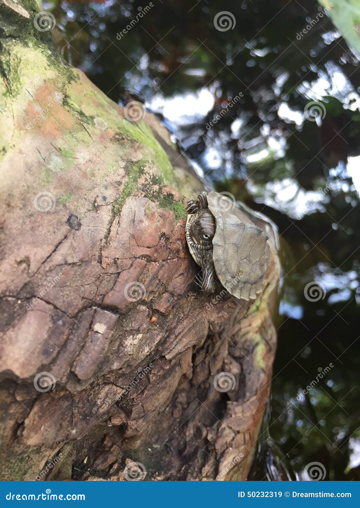 Turtle in his shell stock image. Image of shell, turtle - 50232319