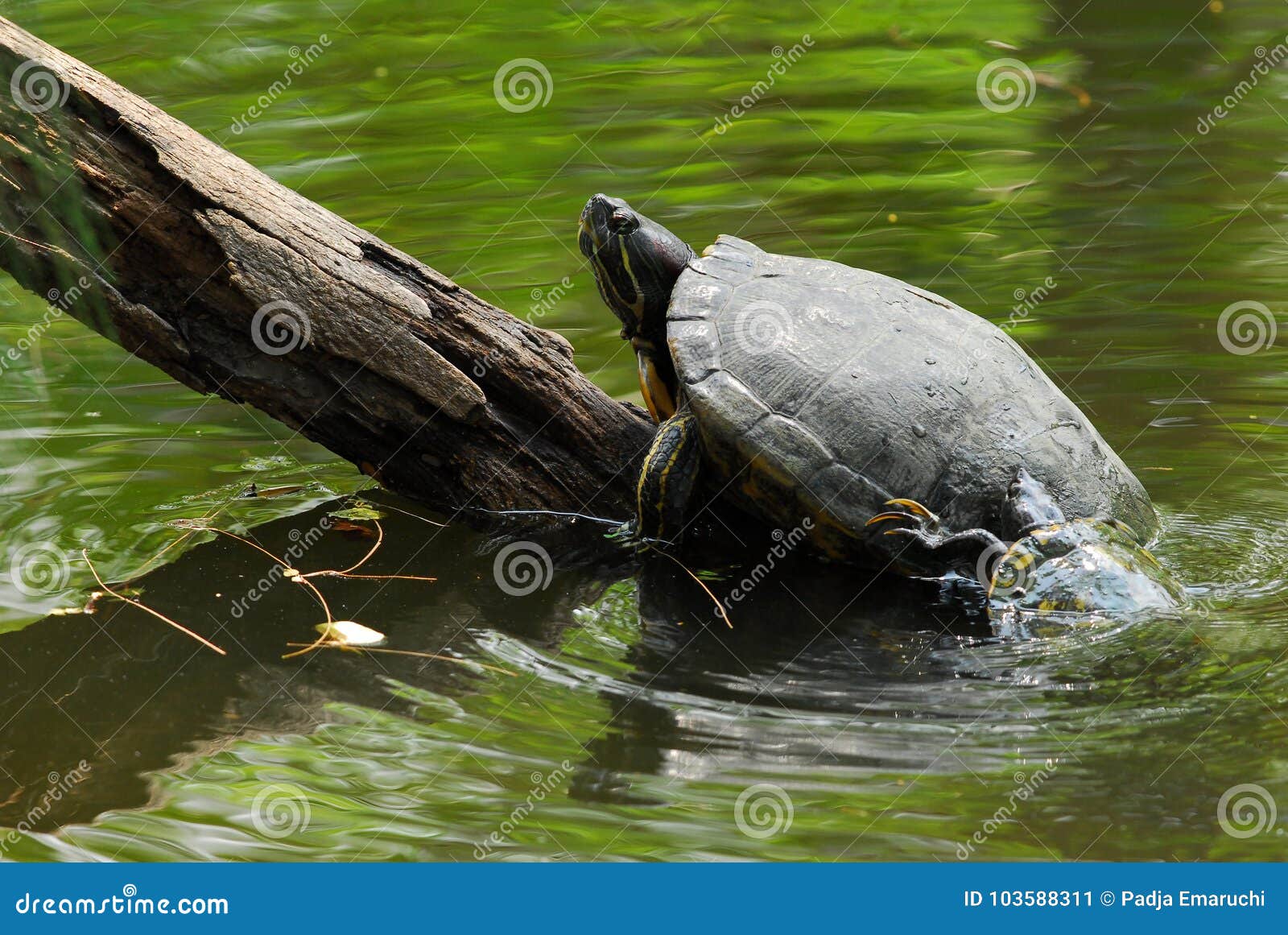 A Turtle is Hold on a Log in the River Stock Image - Image of ...