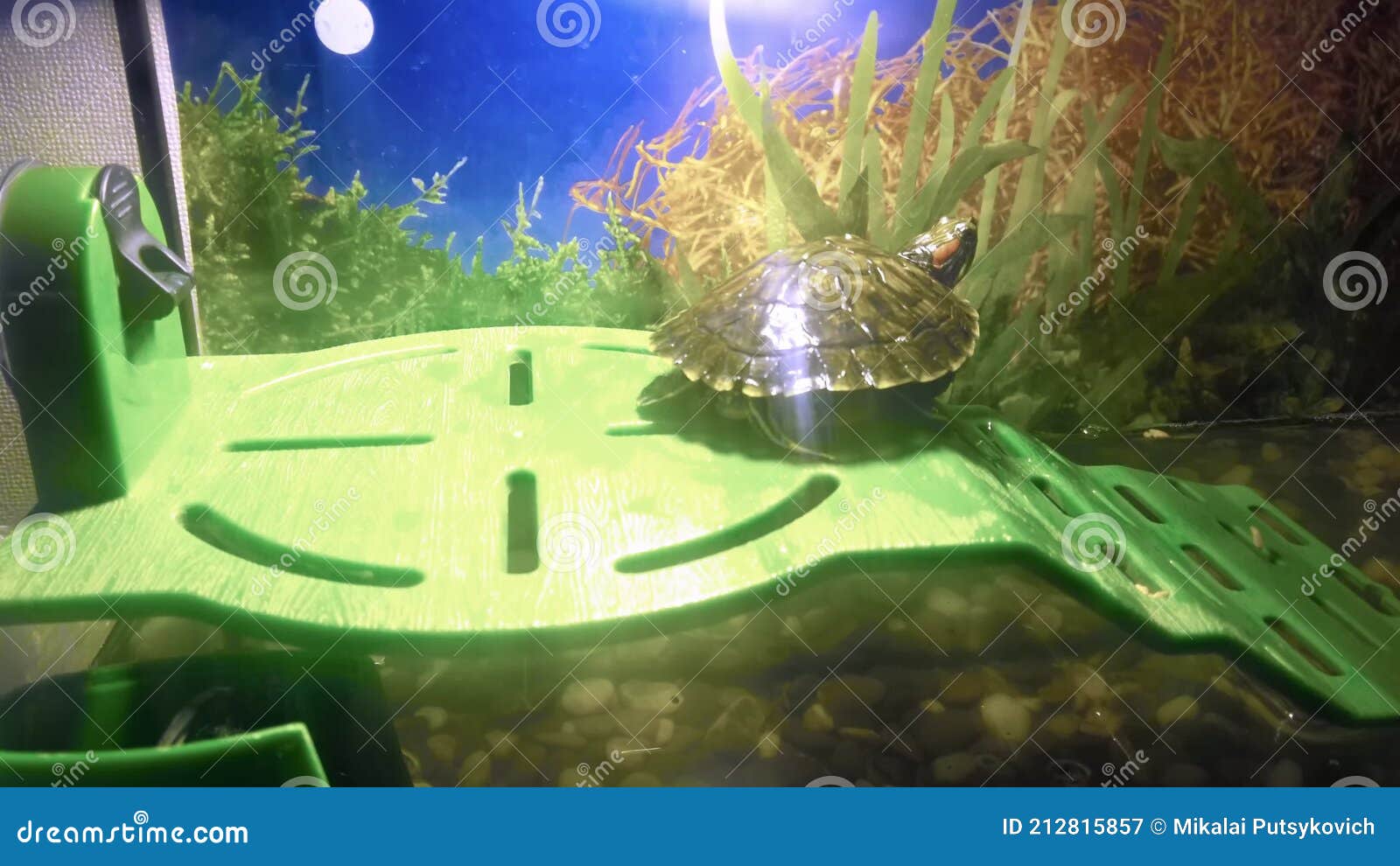 Turtle in a Home Aquarium from a Bridge Jumping into the Water Stock ...