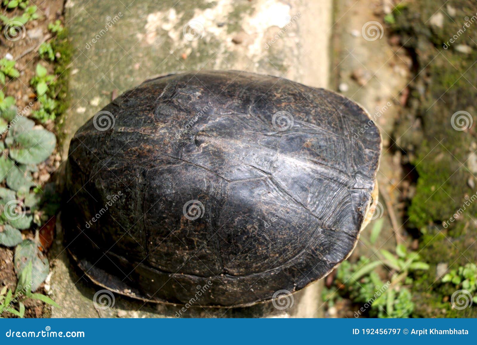Turtle Inside Shell Sitting Stock Image - Image of freshwater, tropical ...