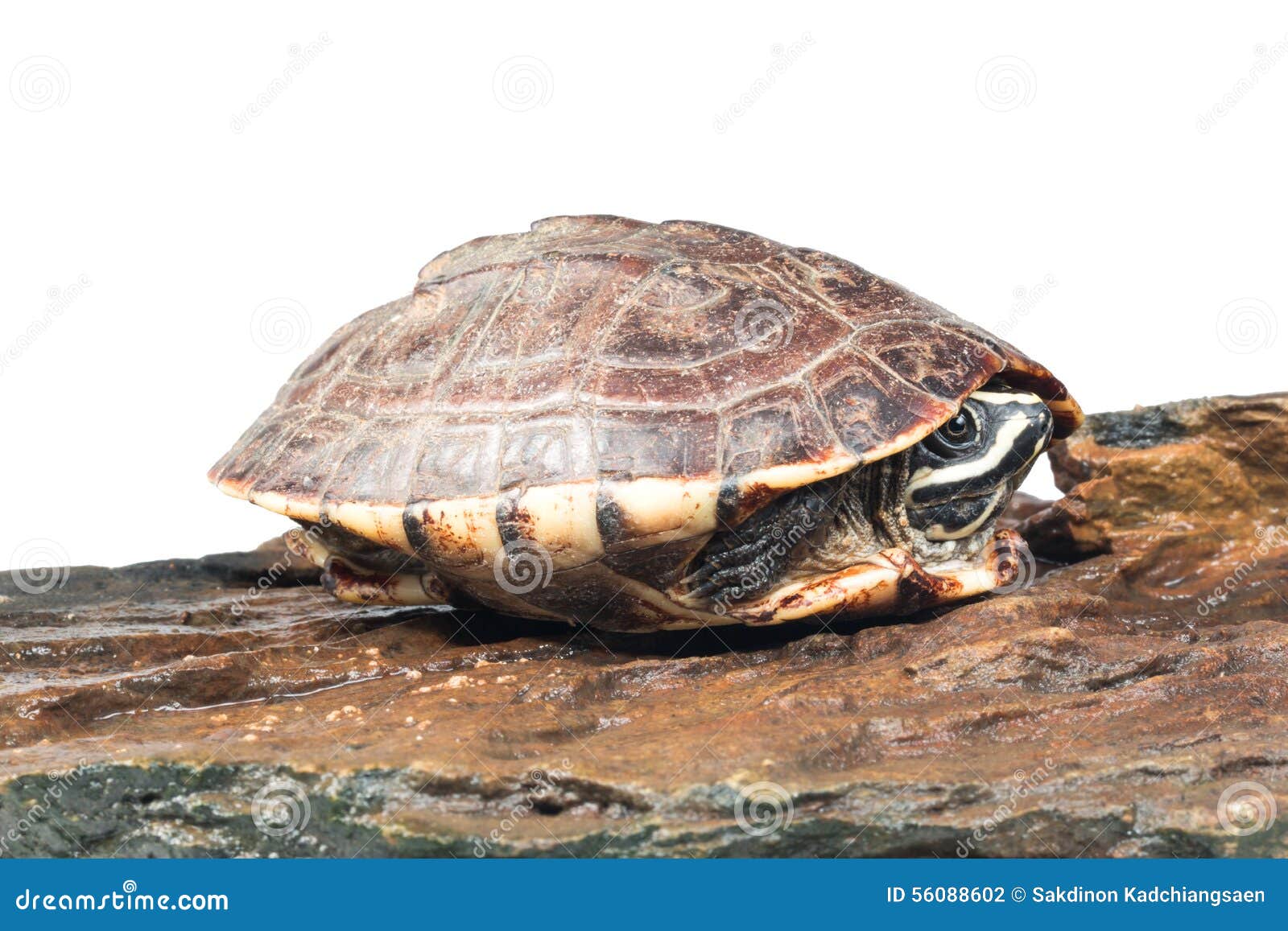 Turtle stock photo. Image of soil, white, lasting, isolated - 56088602