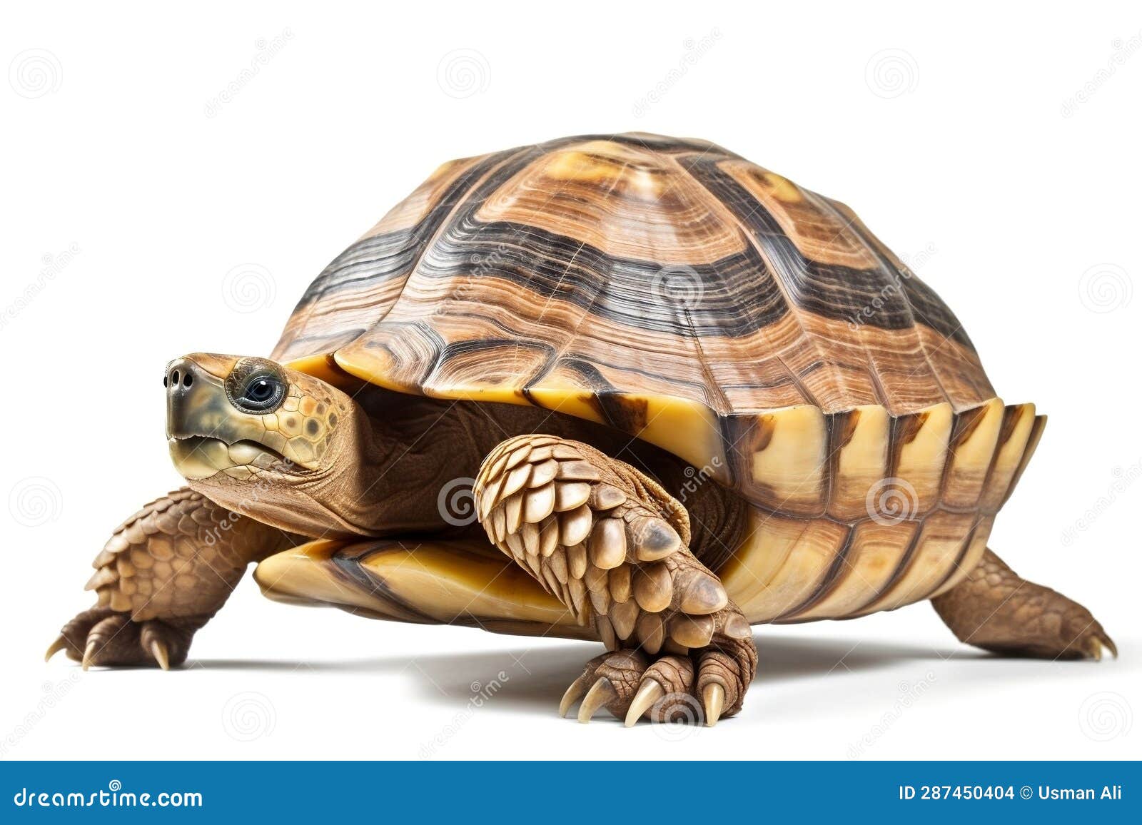 Turtle Isolated on White Background. AI Stock Photo - Image of green ...