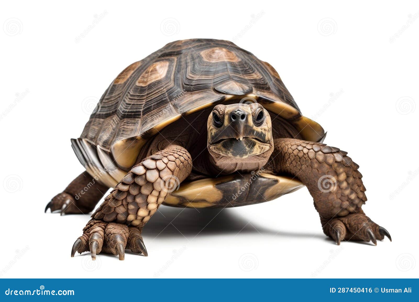 Turtle Isolated on White Background. AI Stock Photo - Image of ...