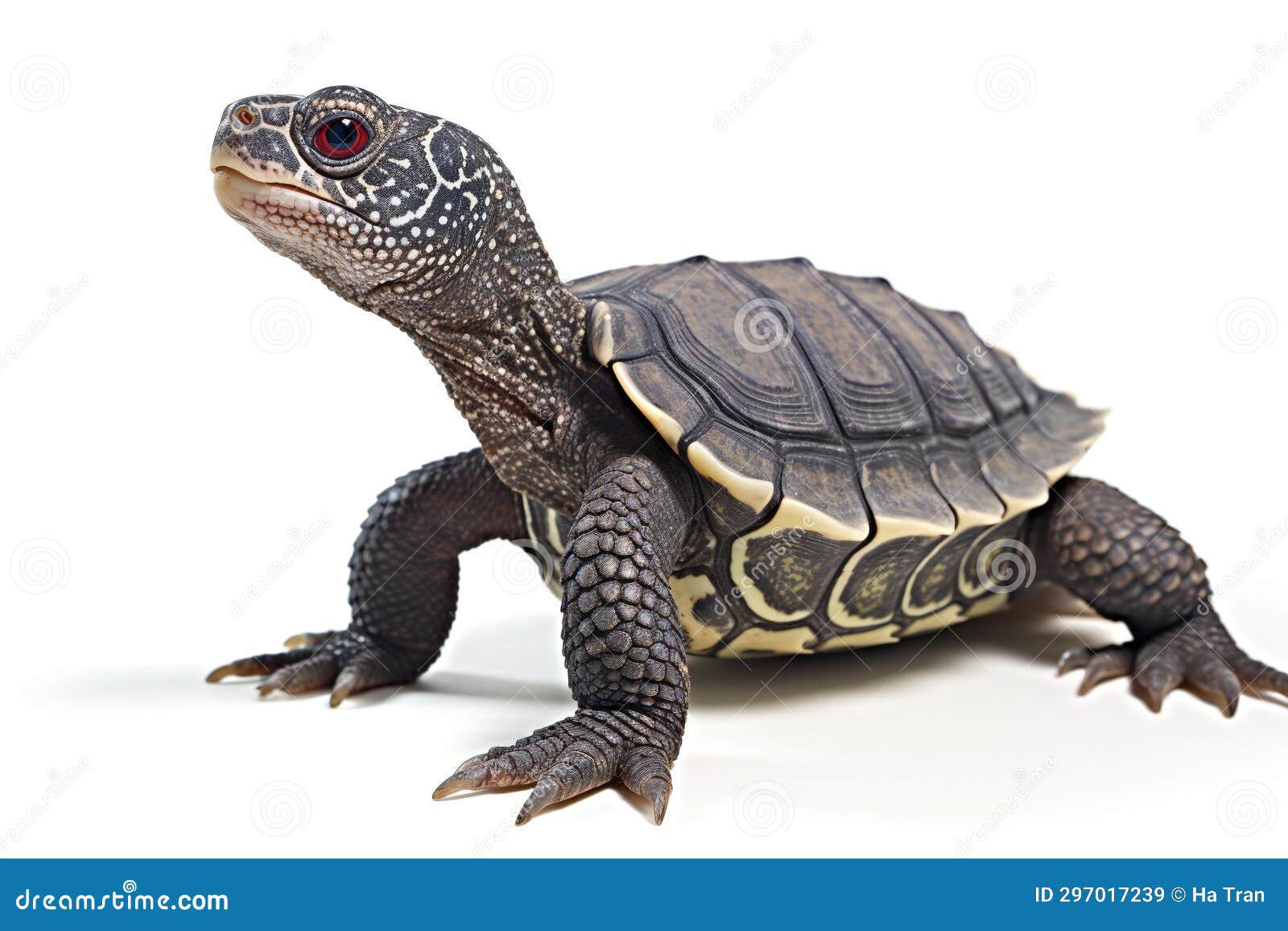 Turtle Isolated on White Background, Side View, Close-up Stock ...