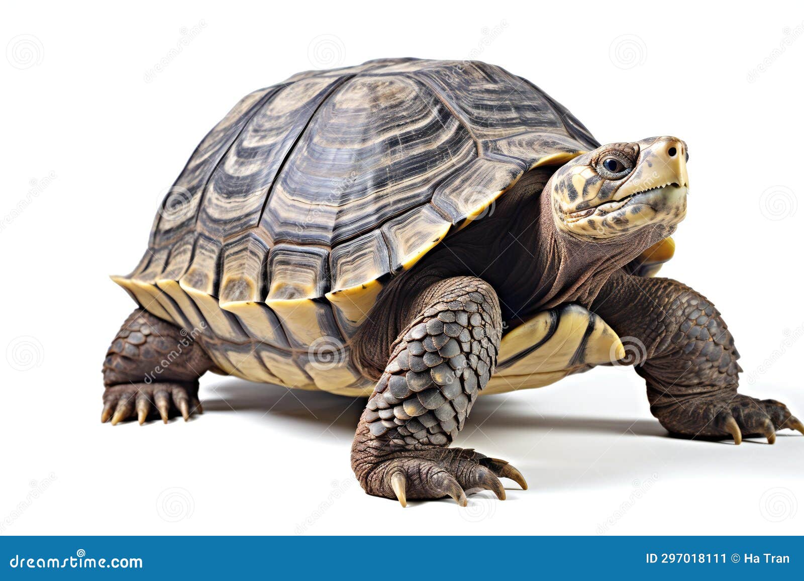 Turtle Isolated on White Background, Side View, Close-up Stock ...
