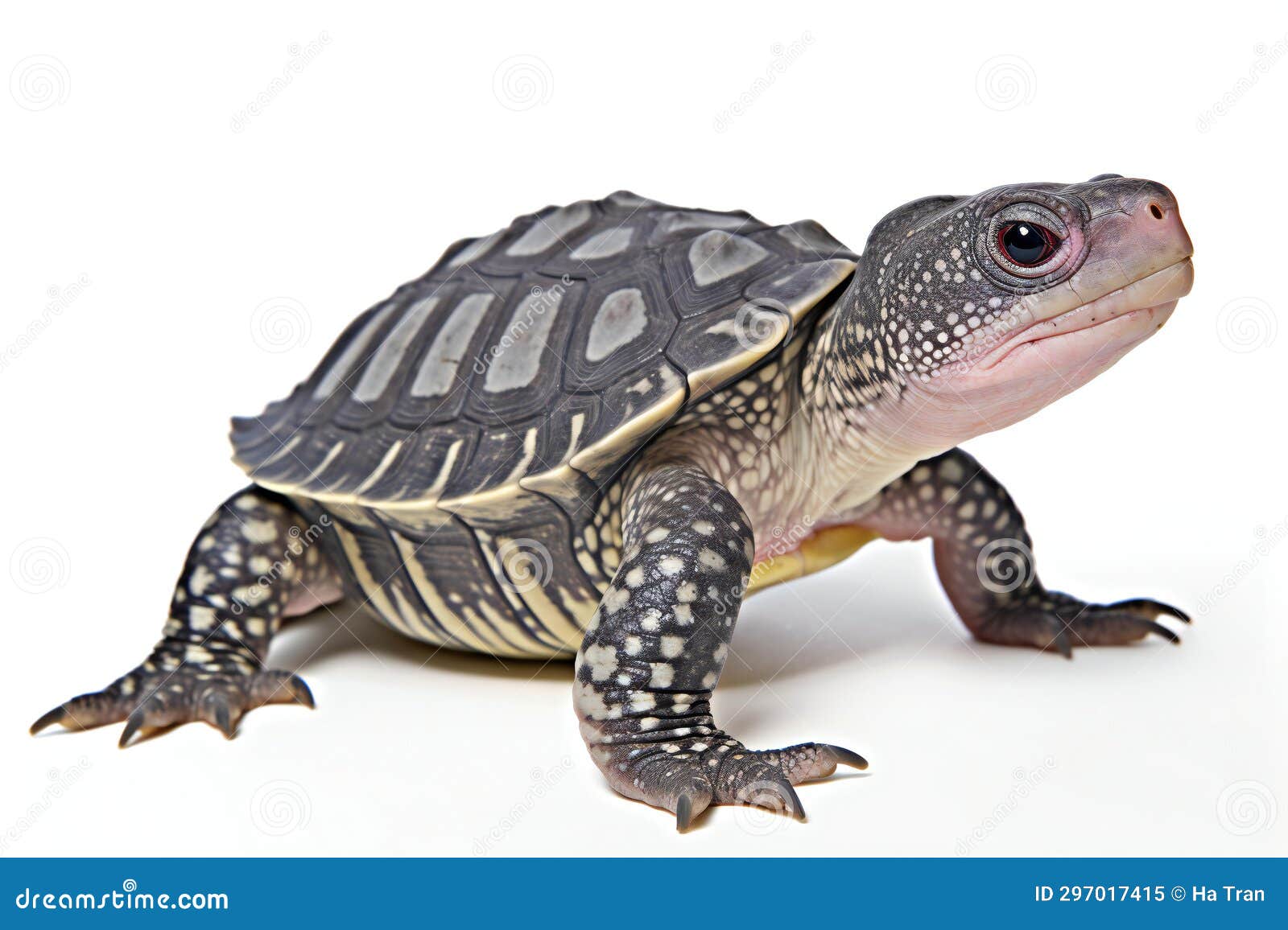Turtle Isolated on White Background with Side View Stock Illustration ...