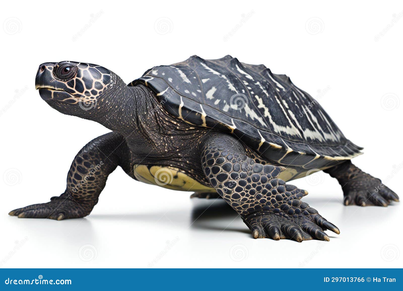 Turtle Isolated on White Background, Side View, Studio Shot Stock ...