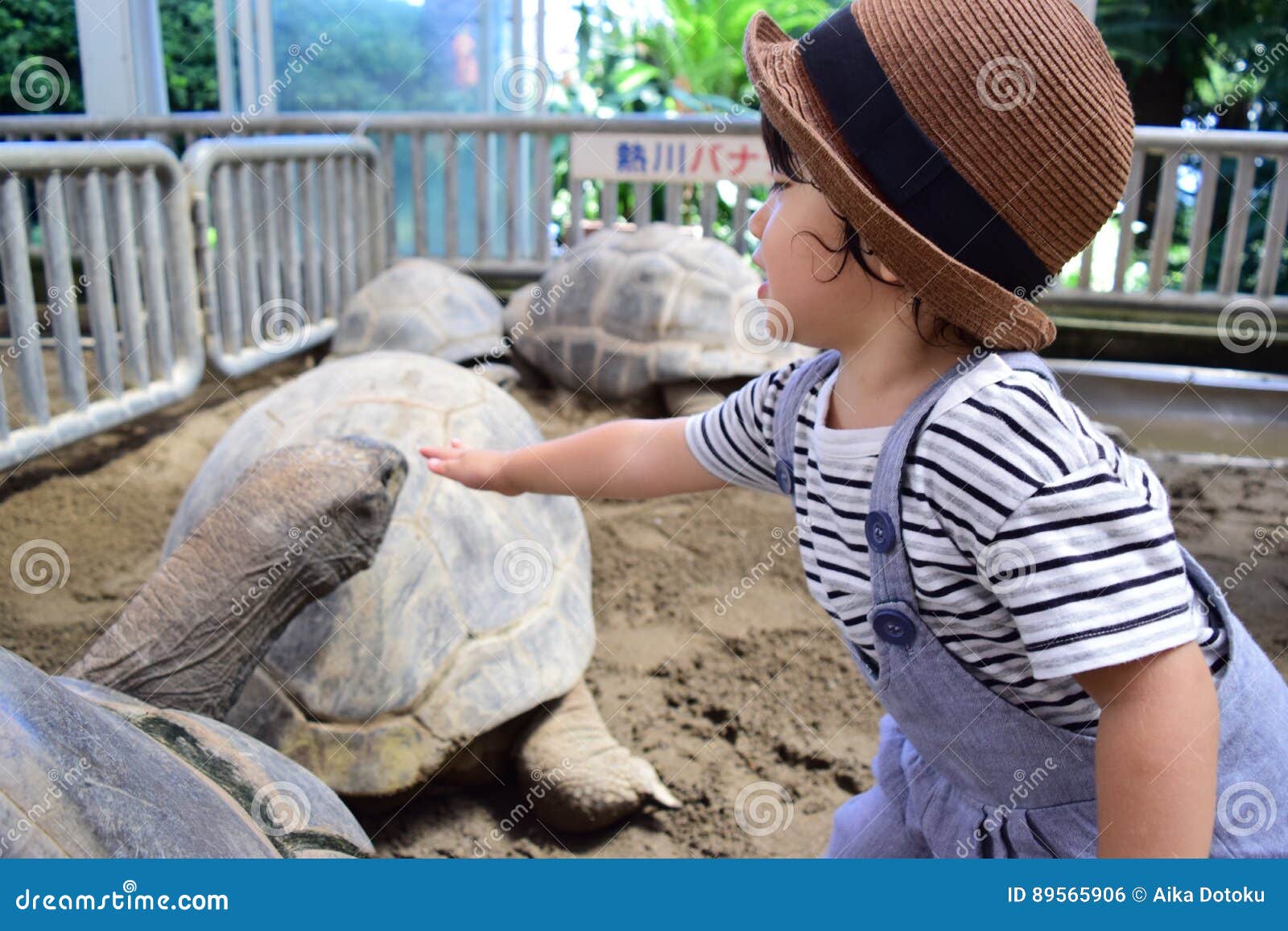 Turtle and japanese boy stock photo. Image of small, people - 89565906