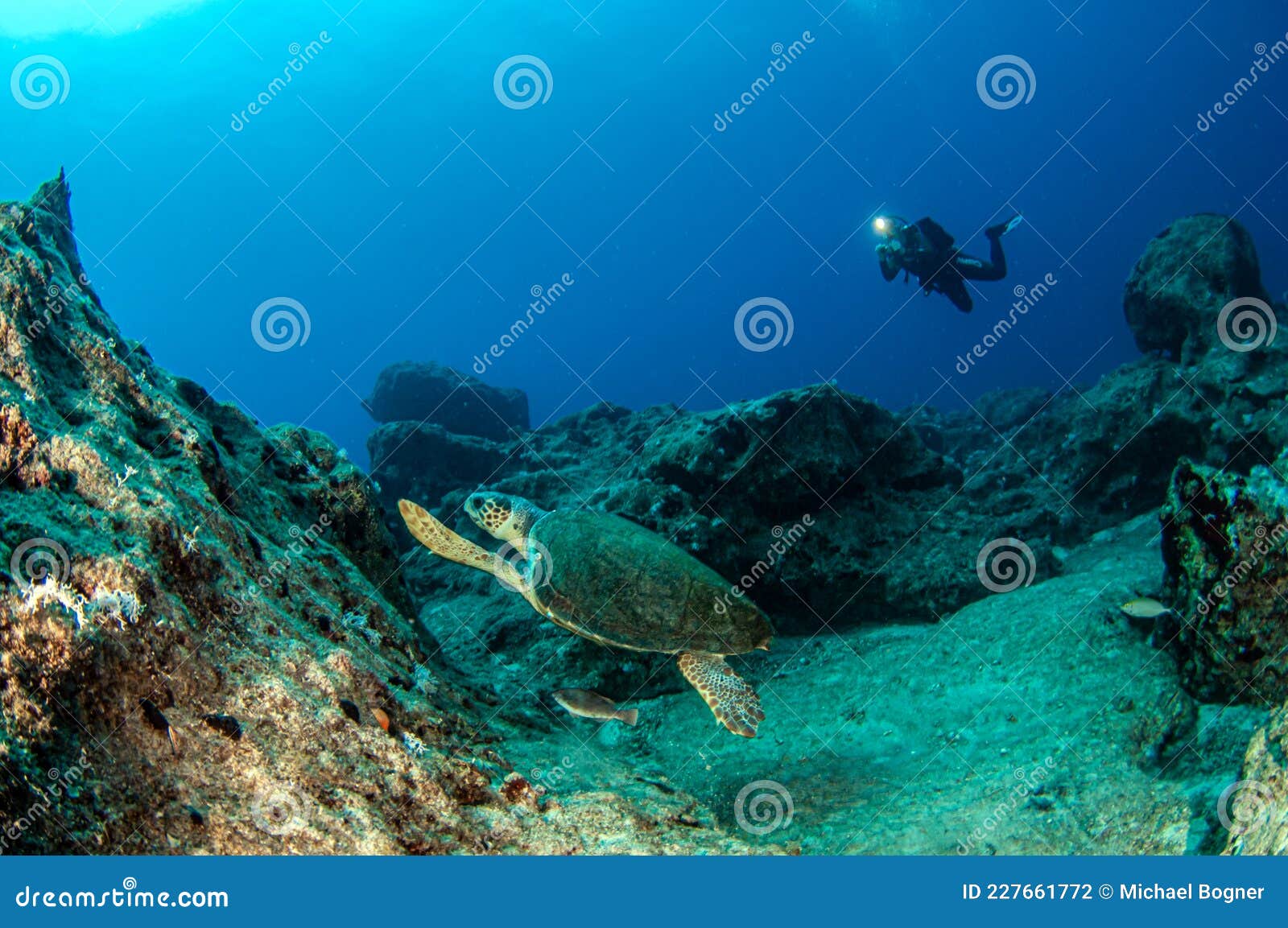 Turtle at Kas, Turkey stock photo. Image of depth, snorkel - 227661772