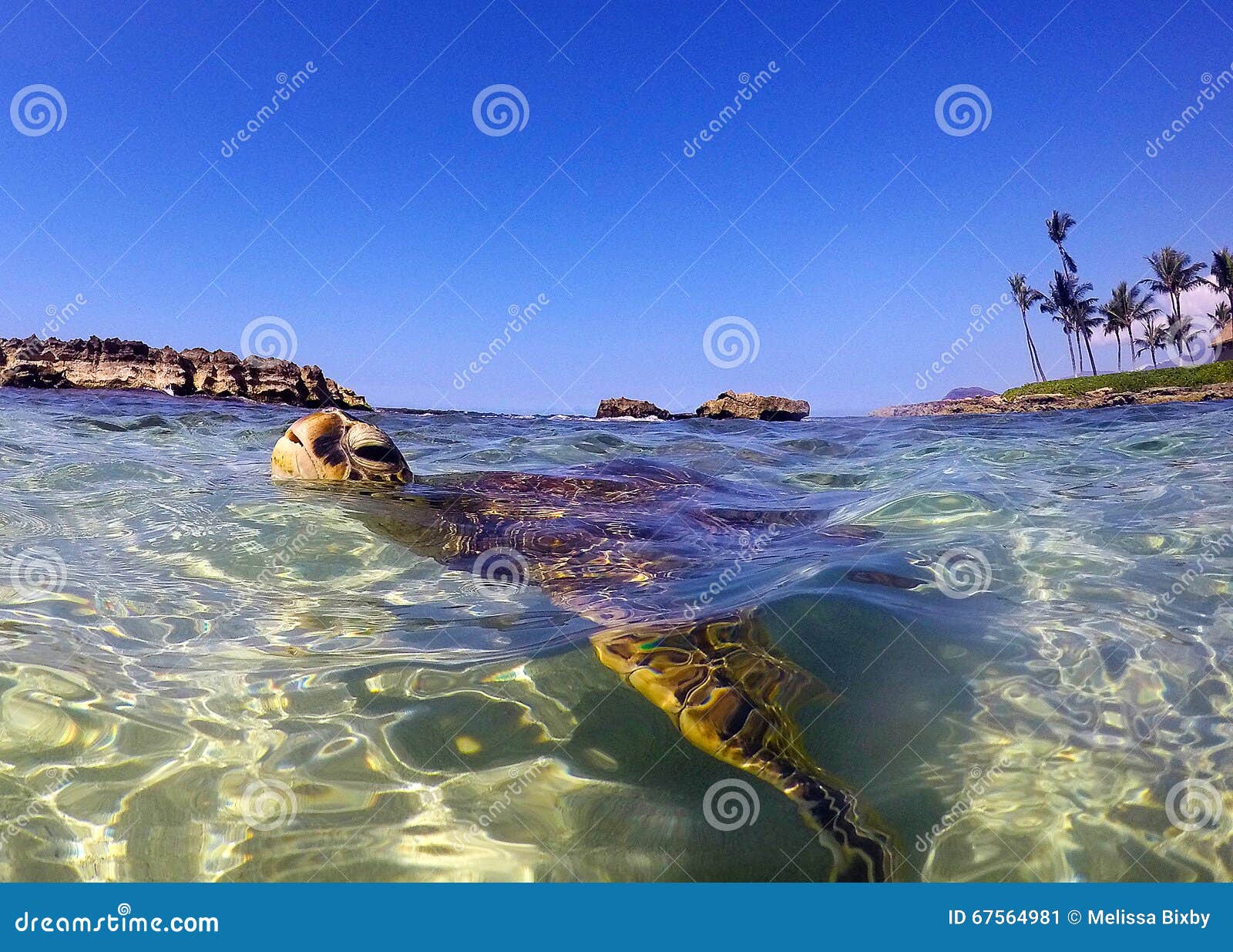 Turtle Lagoon stock image. Image of beach, oahu, gorgeous - 67564981