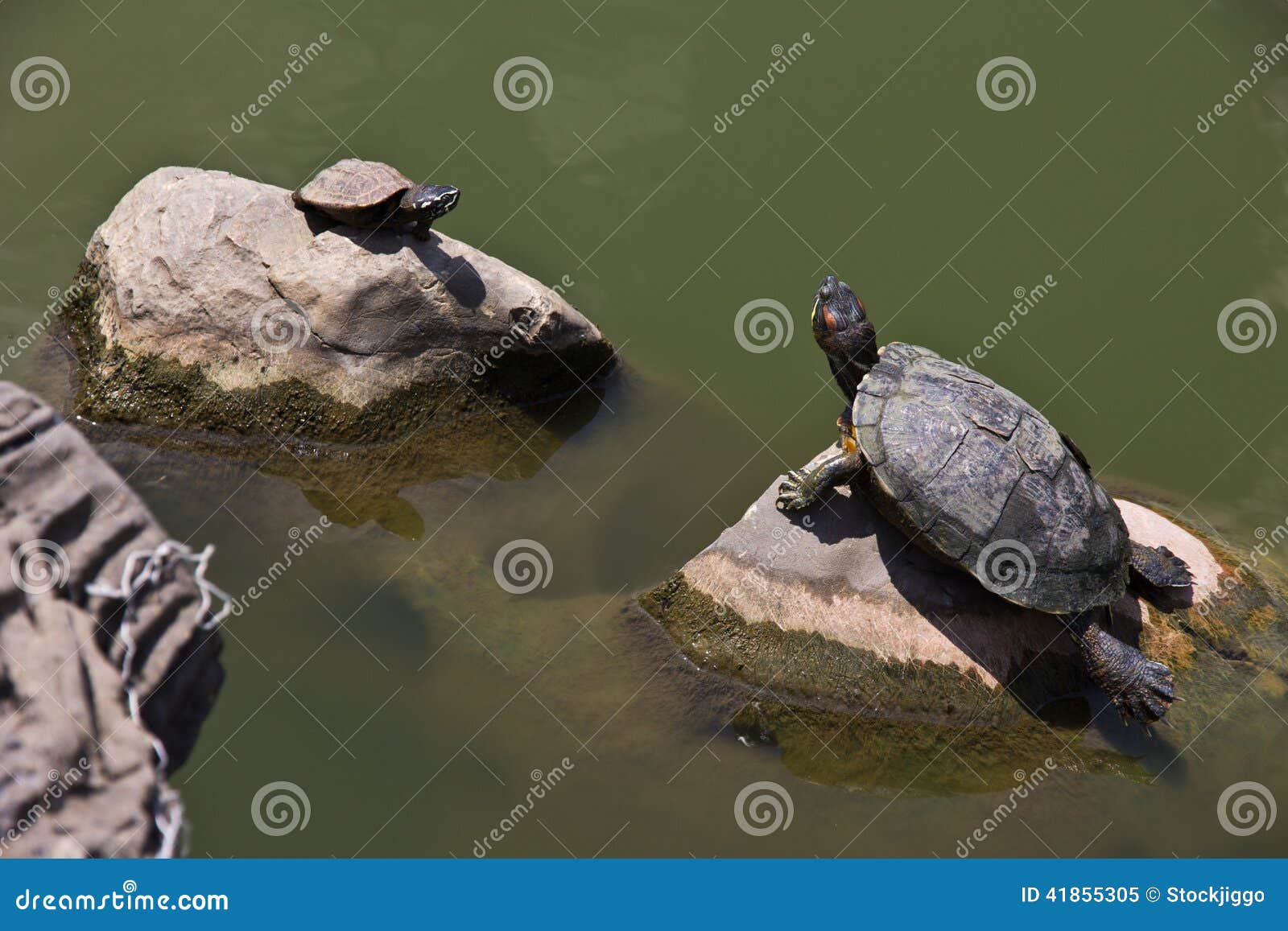 Turtle in lake stock image. Image of shell, european - 41855305
