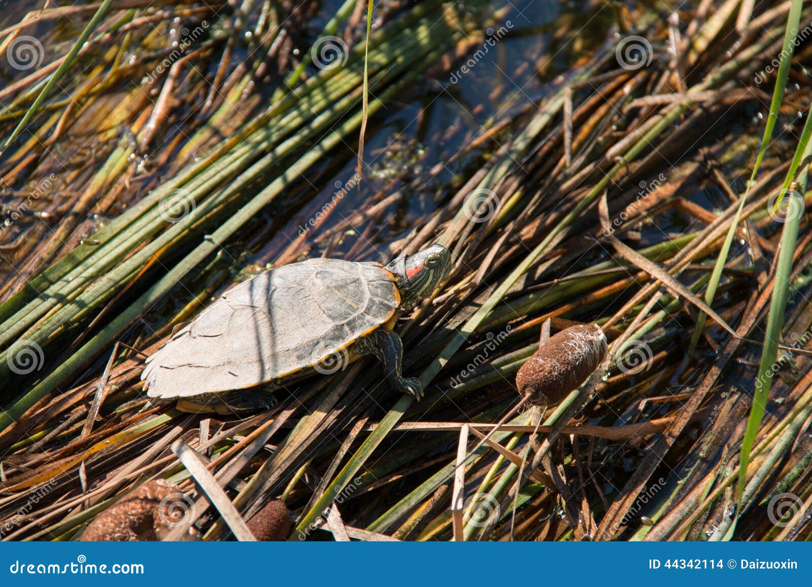 Turtle stock photo. Image of aquatic, pets, reptile, shell - 44342114