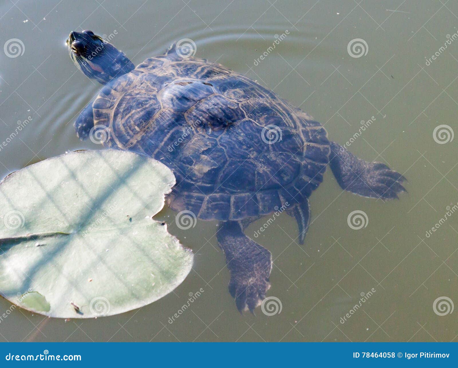 Turtle in lake stock photo. Image of leave, shell, waves - 78464058