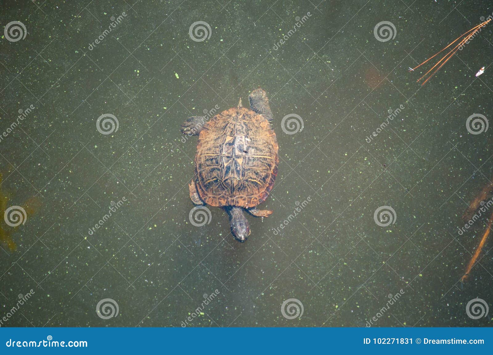 Turtle in Lake Water from Above Stock Image - Image of pond, wild ...