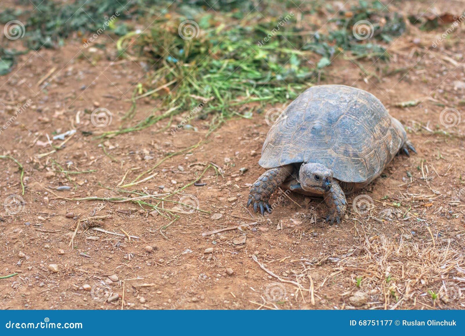 Turtle on the land stock image. Image of reptile, land - 68751177