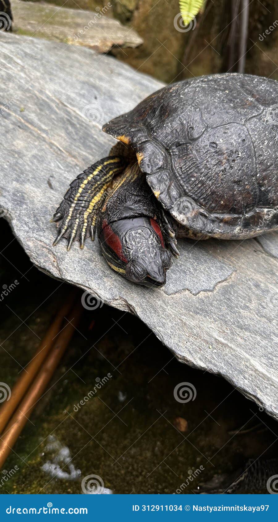 The Turtle is a Land Turtle. Wildlife Stock Photo - Image of wildlife ...