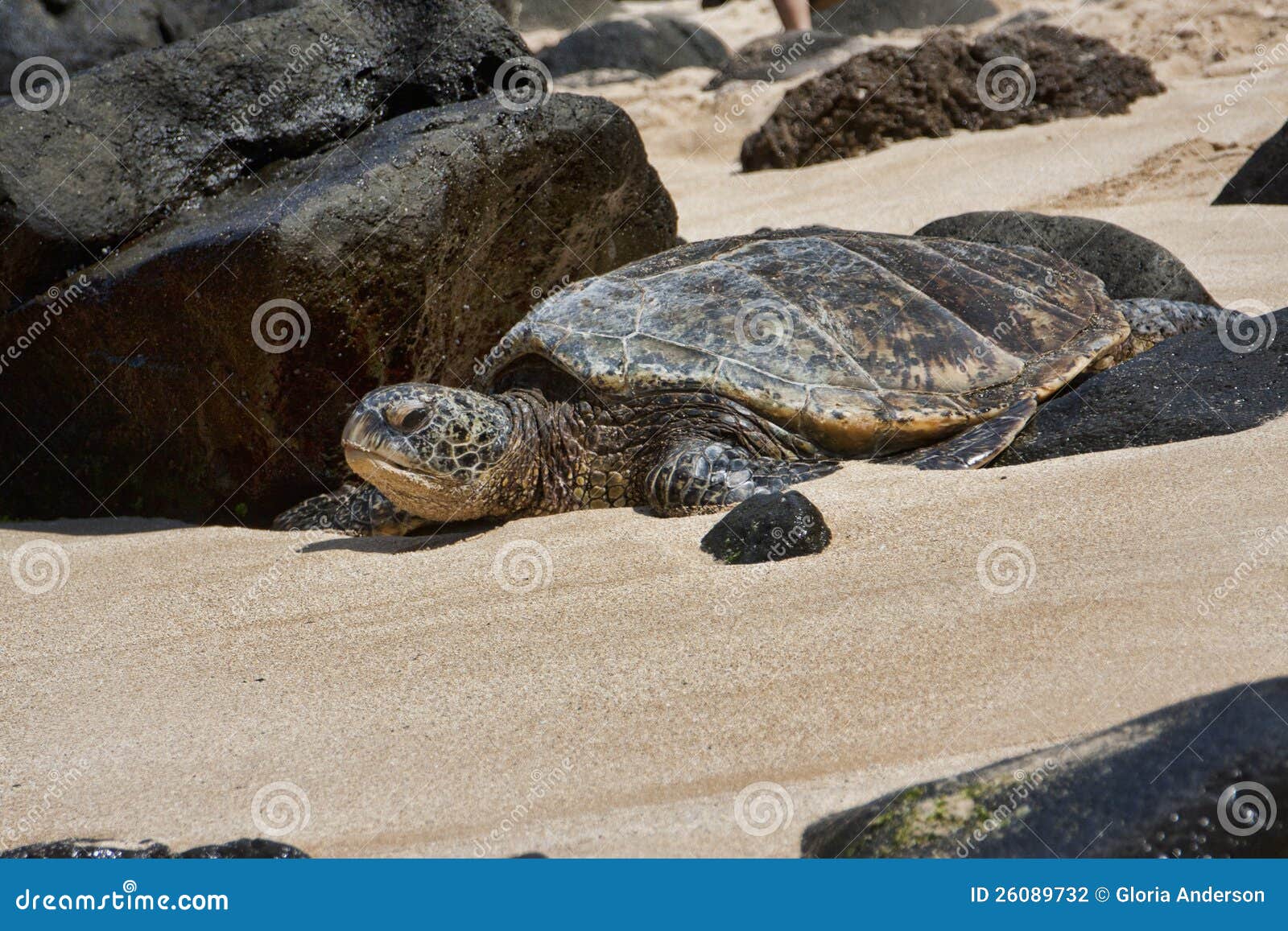 Turtle on Laniakea Beach Oahu Hawaii Stock Photo - Image of peaceful ...