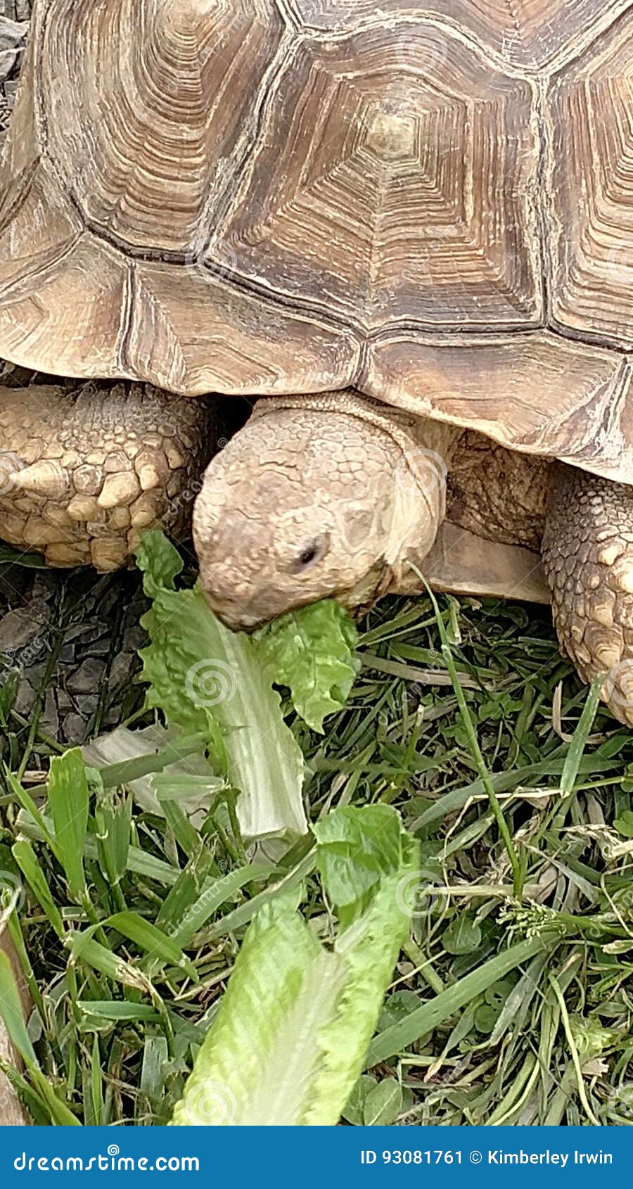 Turtle stock image. Image of lettuce, alot, eating, lunch - 93081761
