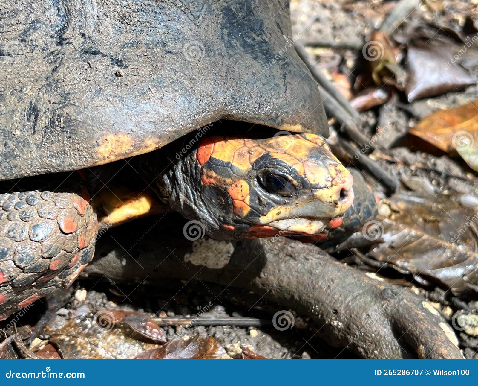 Turtle stock image. Image of turtle, orange, black, large - 265286707