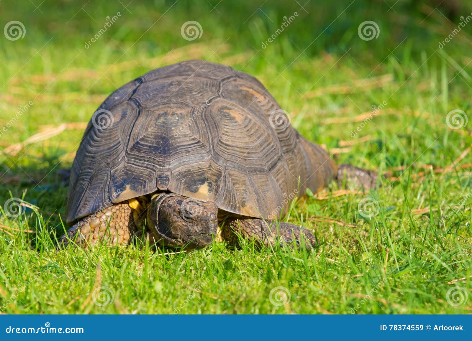 Turtle on the lawn stock image. Image of reptile, lawn - 78374559