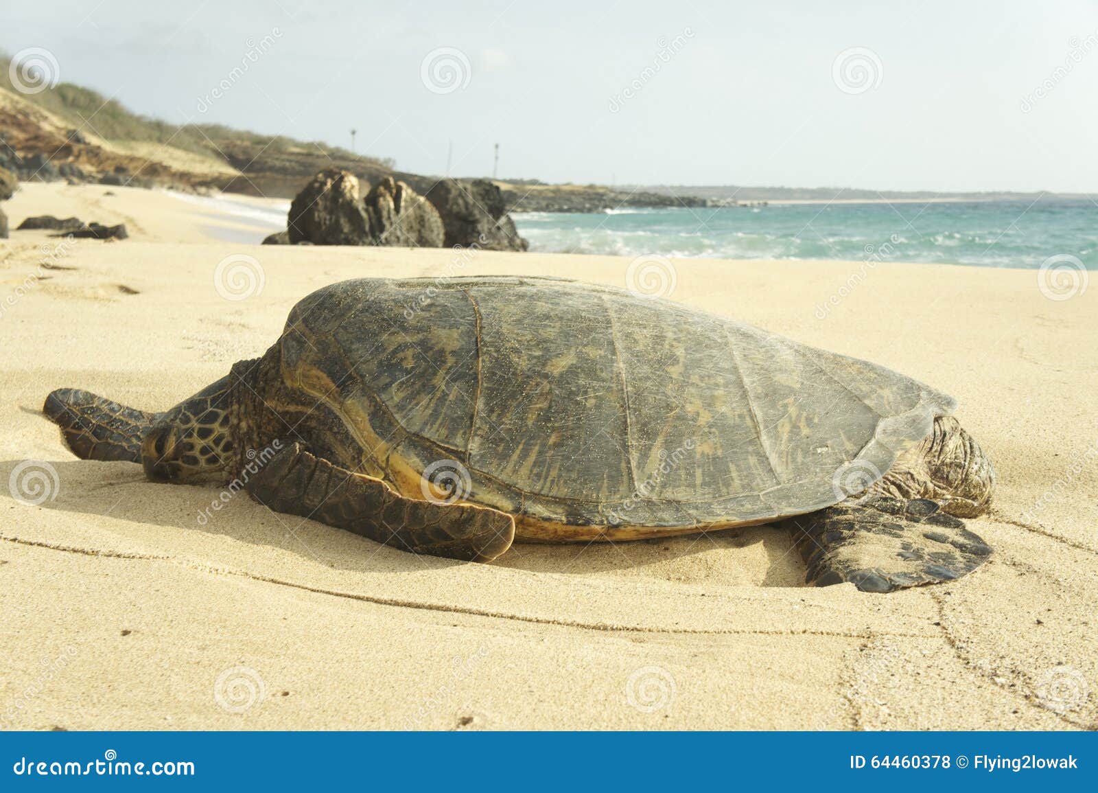 Turtle laying on the beach stock photo. Image of cozy - 64460378