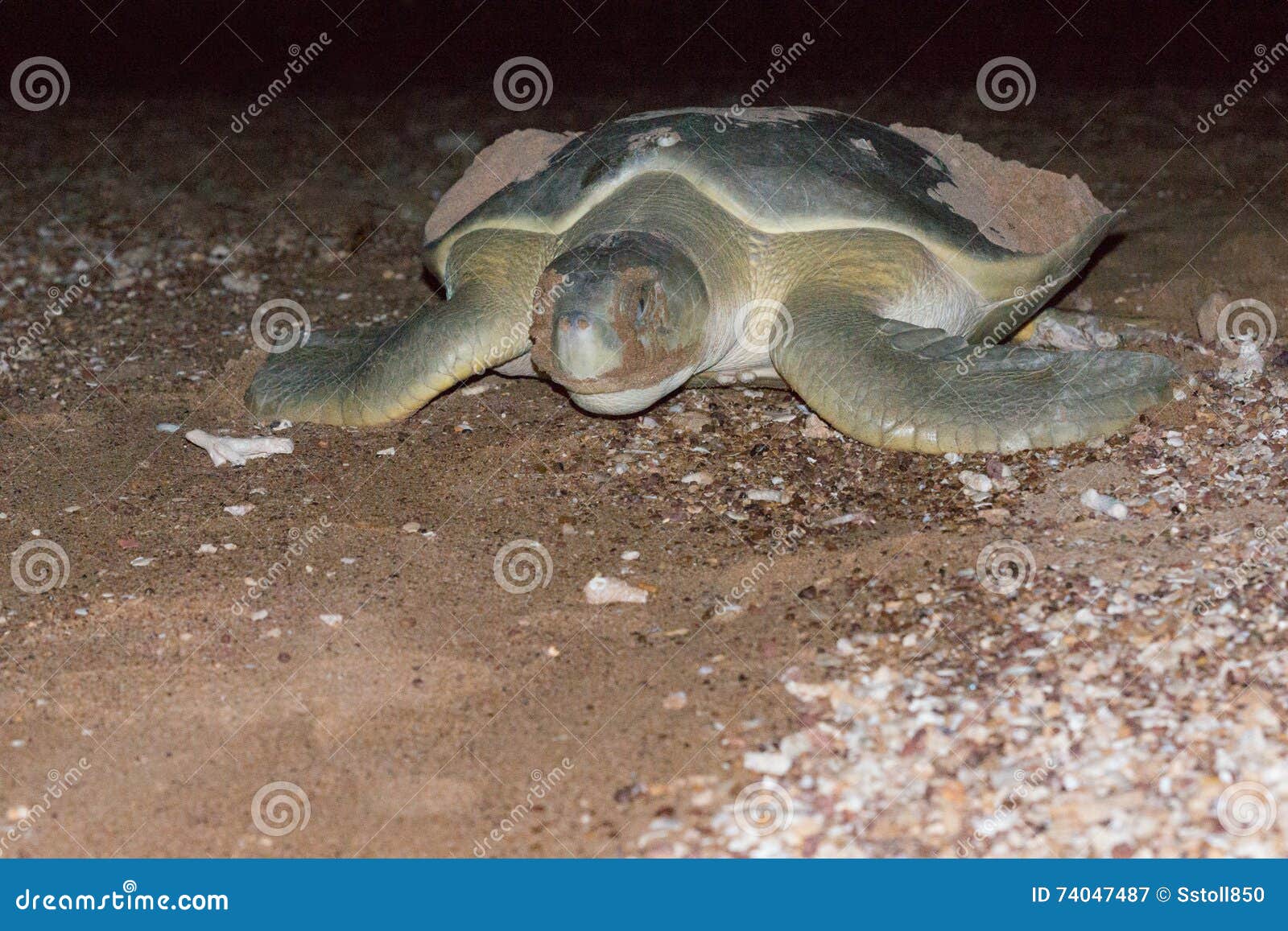 Turtle after laying eggs stock image. Image of beach - 74047487