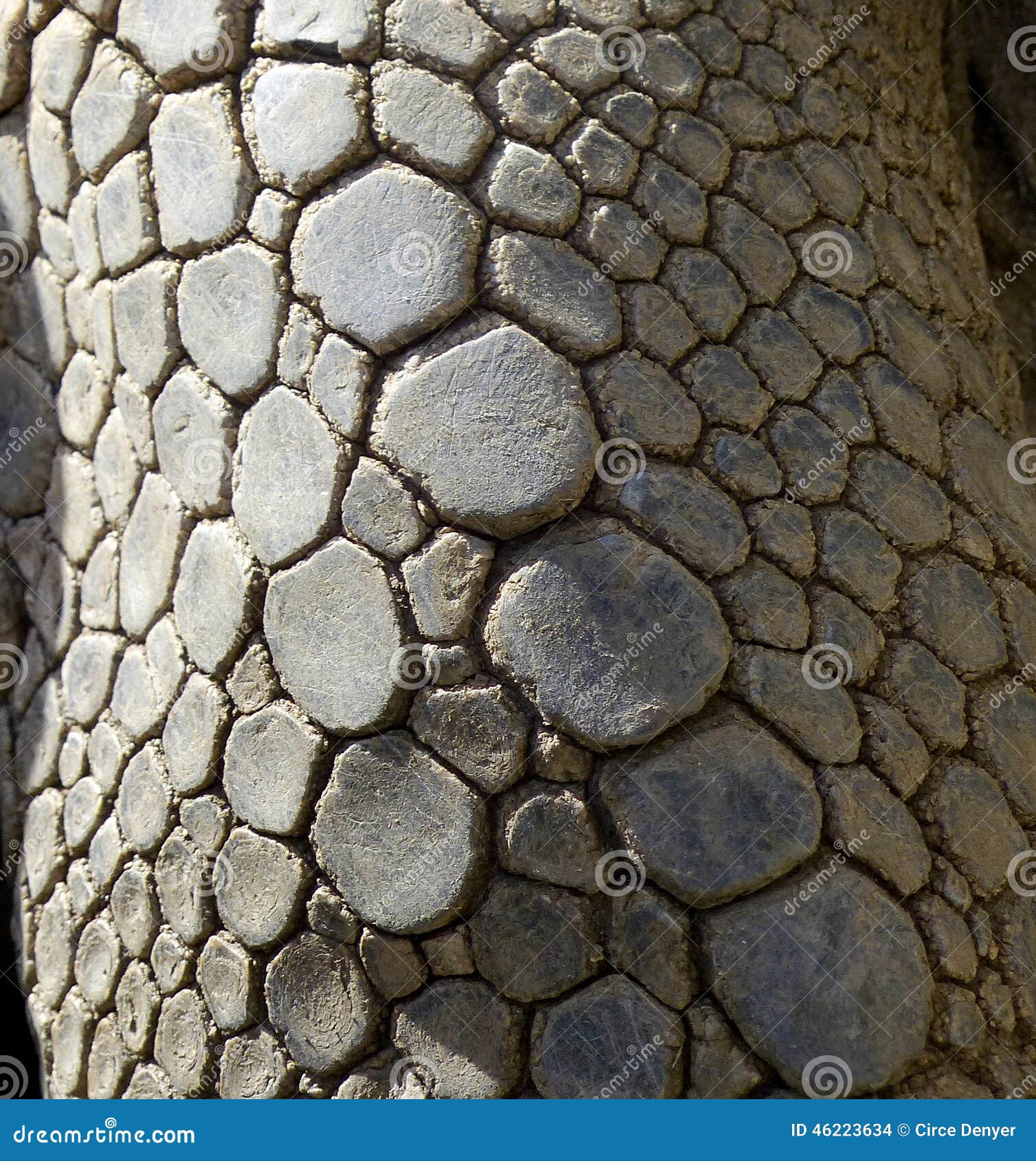 Turtle Leg Texture Stock Photo - Image: 46223634