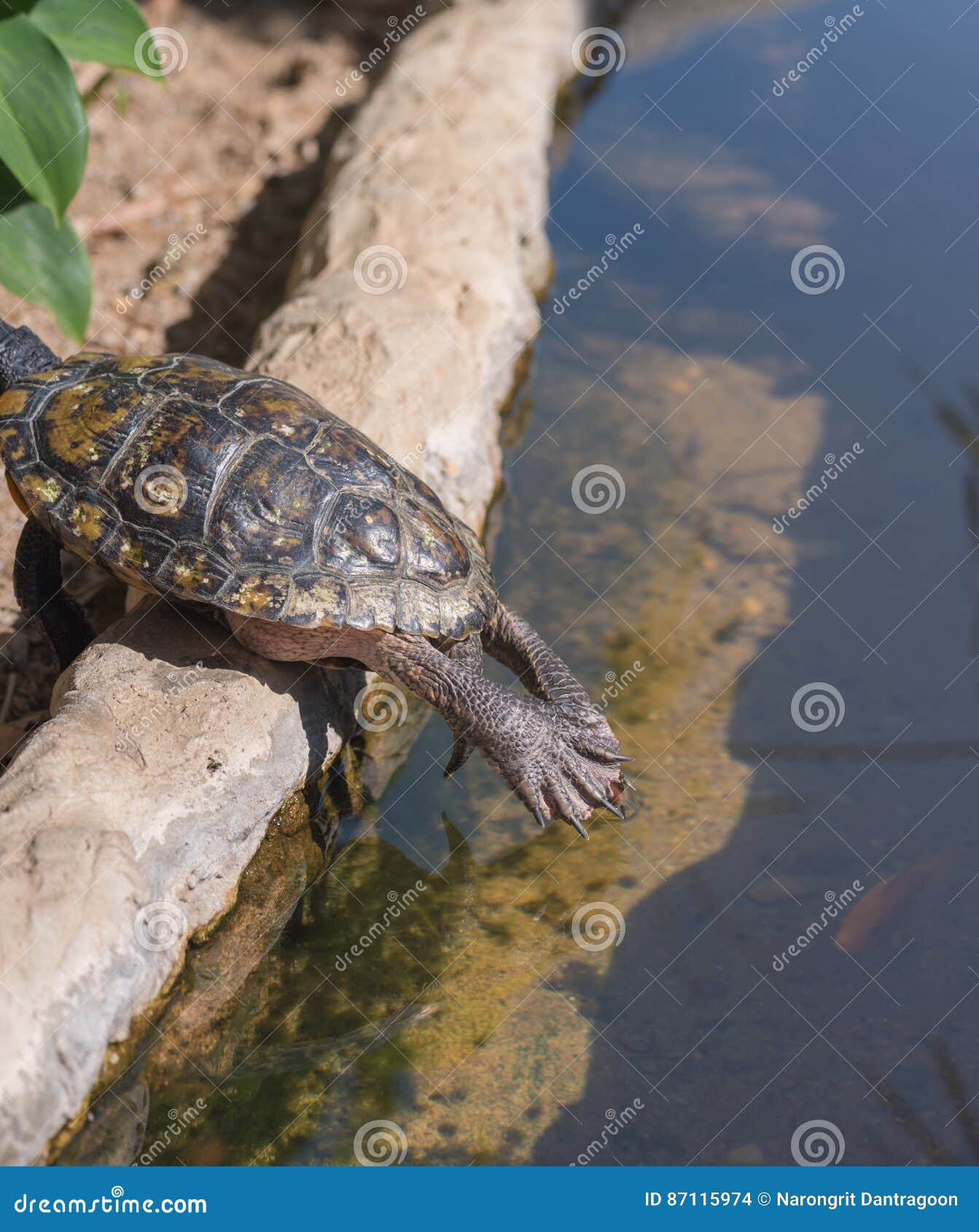 Turtle Legs Relaxing Near the Pond. Stock Photo - Image of water ...