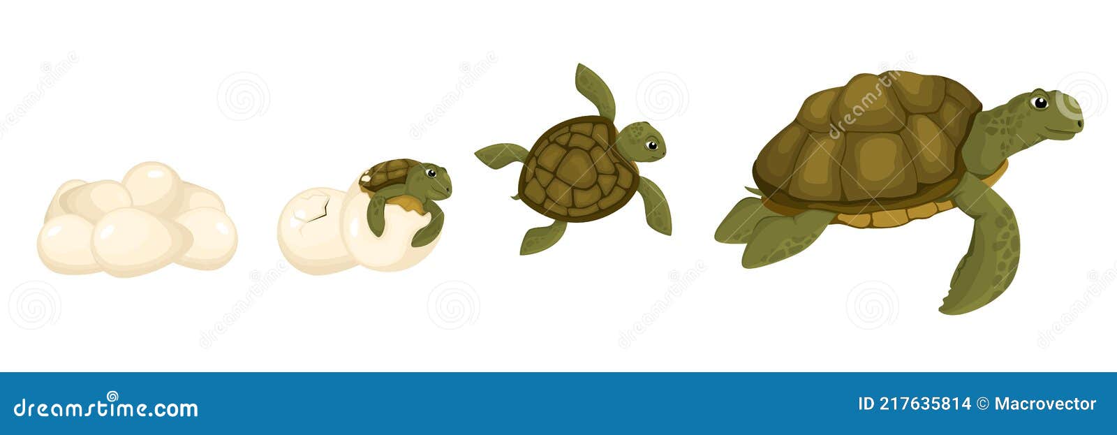 Turtle Life Cycle Set stock vector. Illustration of development - 217635814