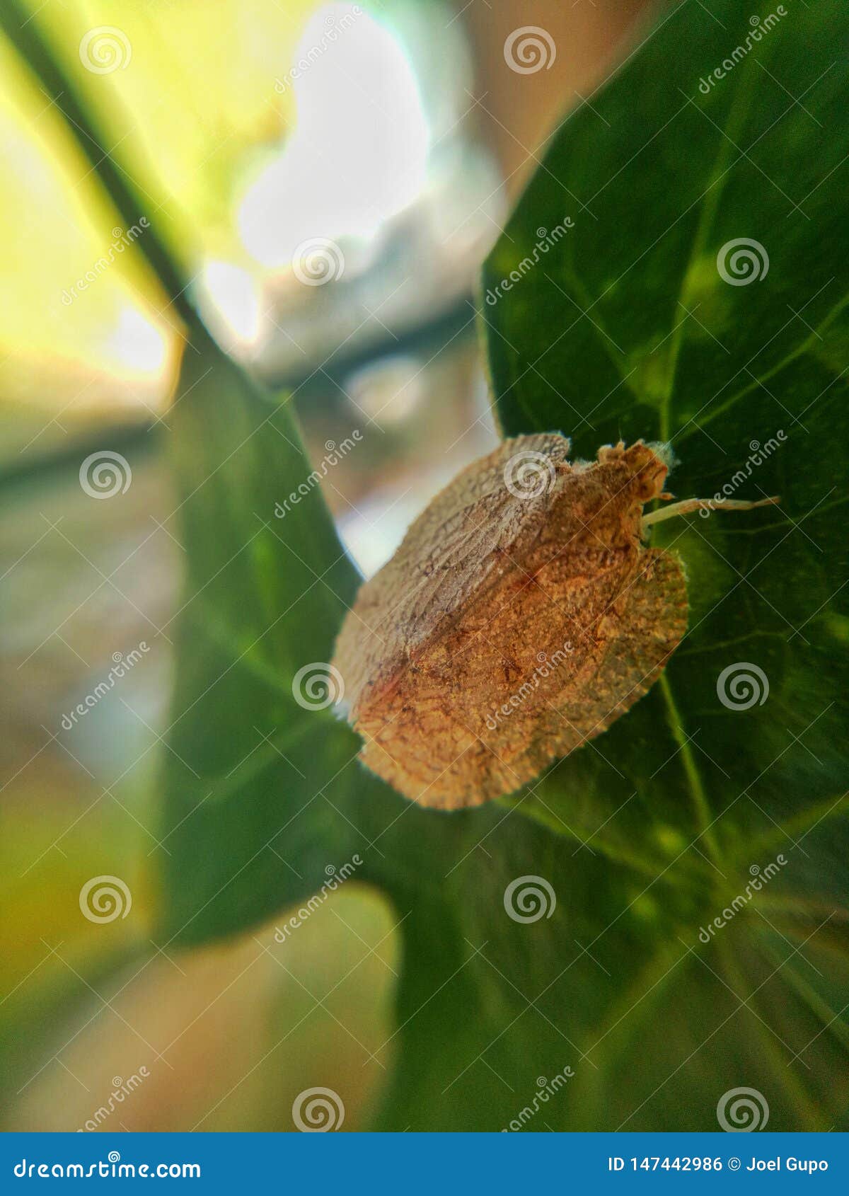 A turtle like bug stock photo. Image of like, turtle - 147442986