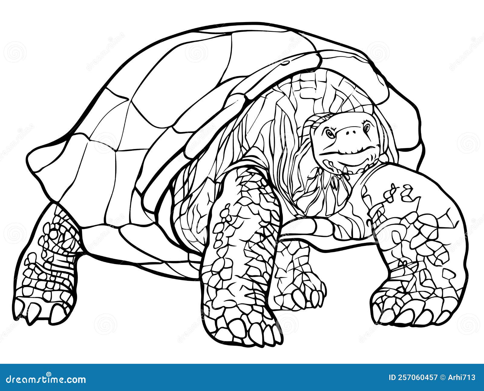 Turtle. Linear Black and White Vector Stock Vector - Illustration of ...