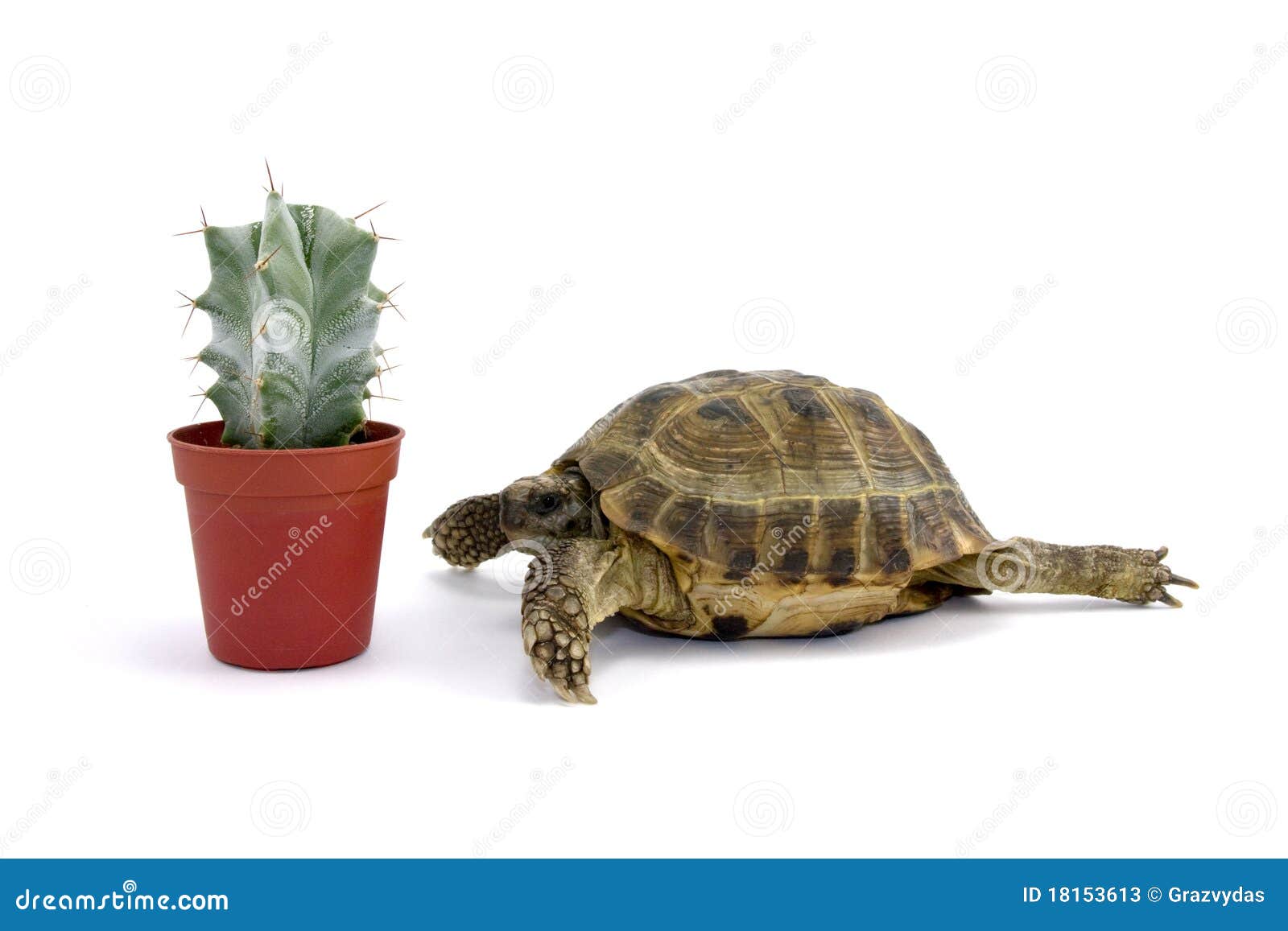 Sea Turtle And Cactus. Photos Of Sea Turtles Stock Photography ...